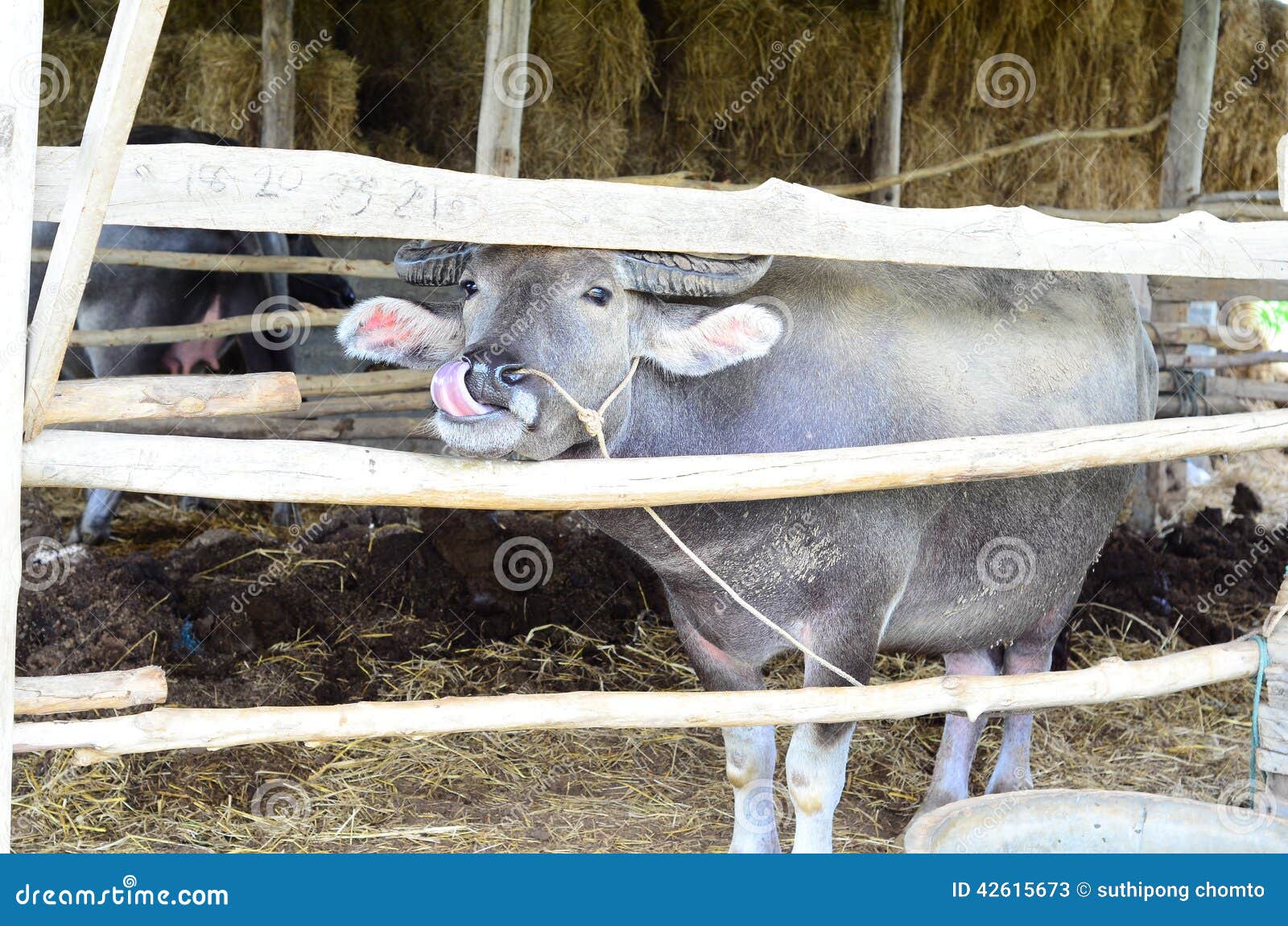 Buffalo stock image. Image of beautiful, buffalo, thailand - 42615673