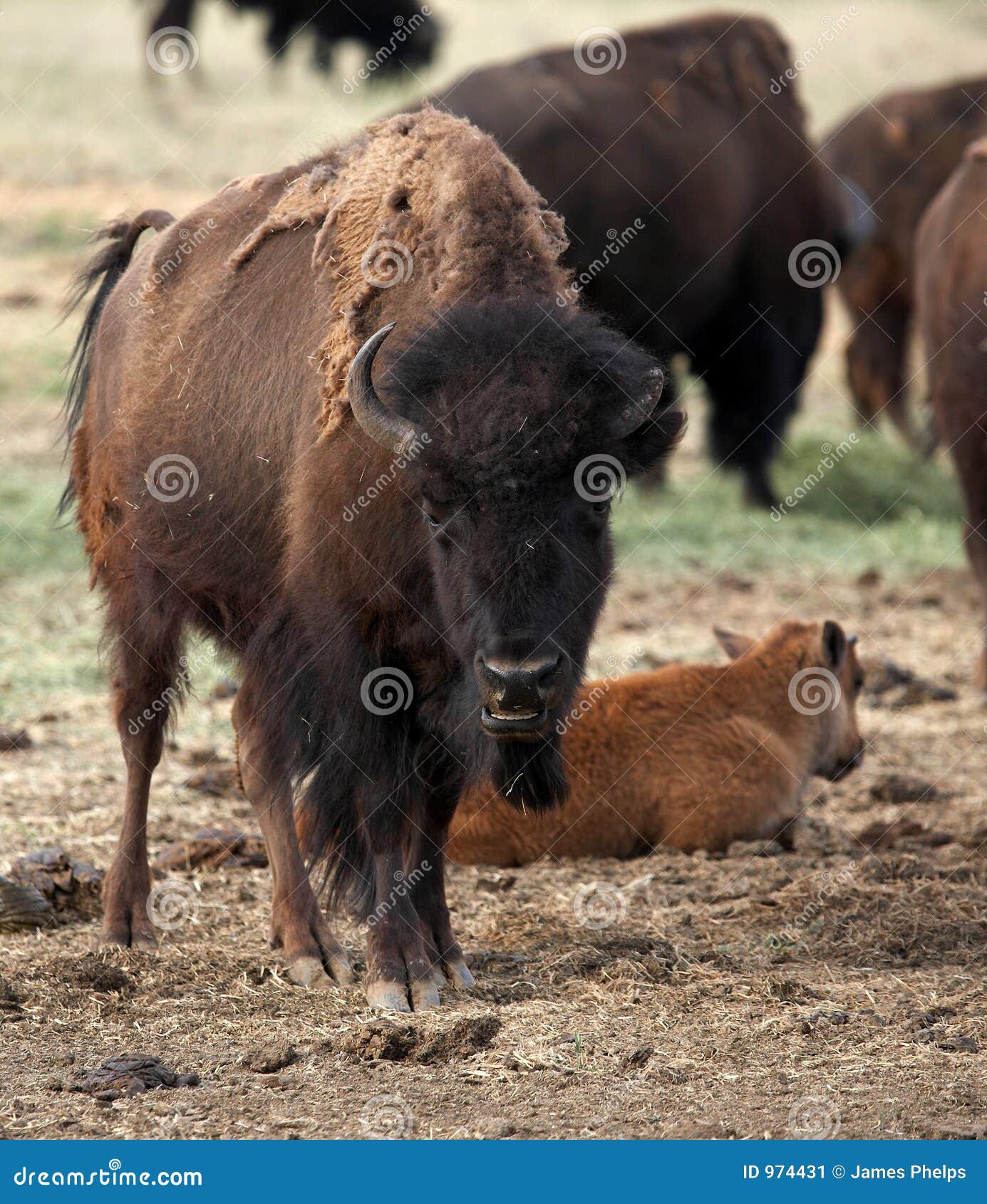 Buffalo Smiling stock image. Image of range, park, game - 974431