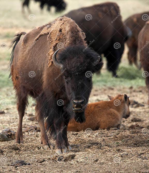 Buffalo Smiling stock image. Image of range, park, game - 974431