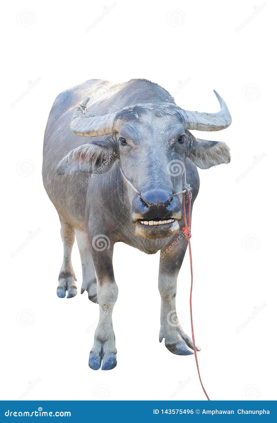 Buffalo Smiling and Standing Isolated on White Background with Clipping ...