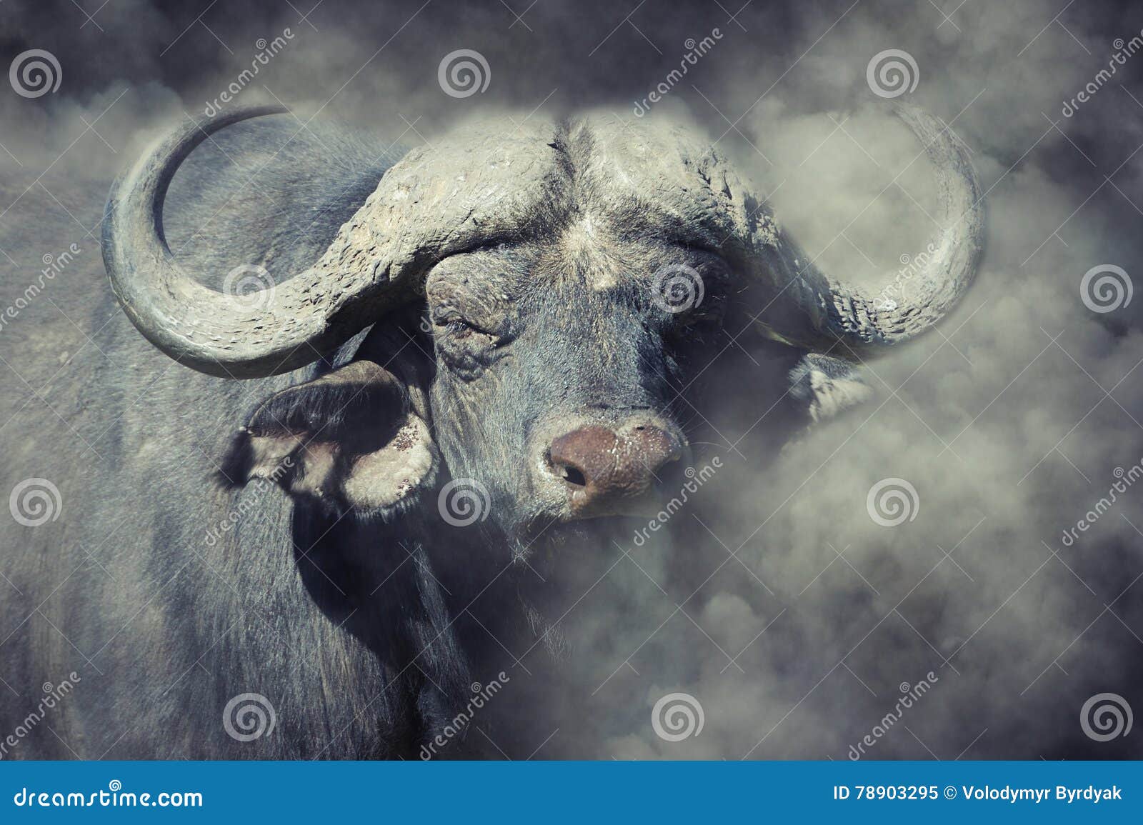 Buffalo in smoke stock image. Image of africa, cattle - 78903295