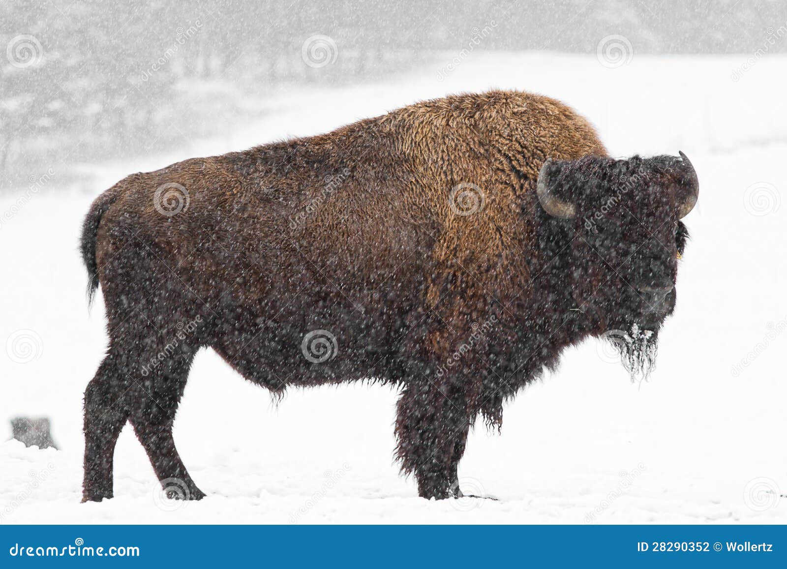 Buffalo in snow stock photo. Image of december, shiver - 28290352