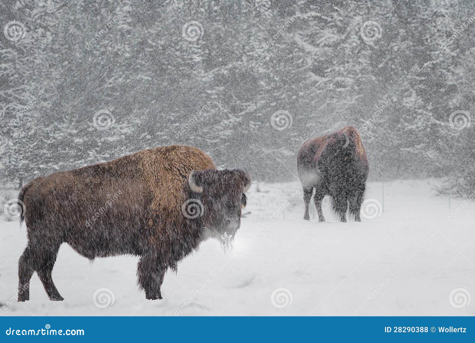 Buffalo in snow stock photo. Image of cover, frigid, brown - 28290388