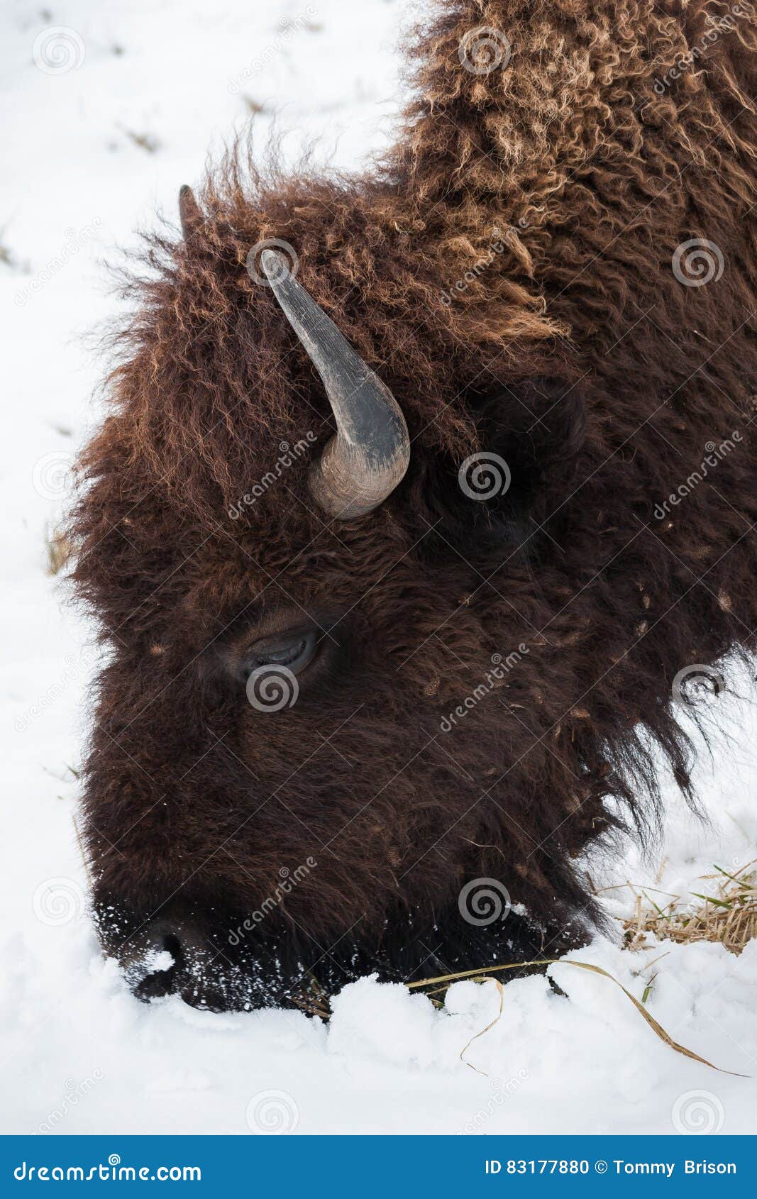 Buffalo in the Snow stock photo. Image of nature, wildlife - 83177880