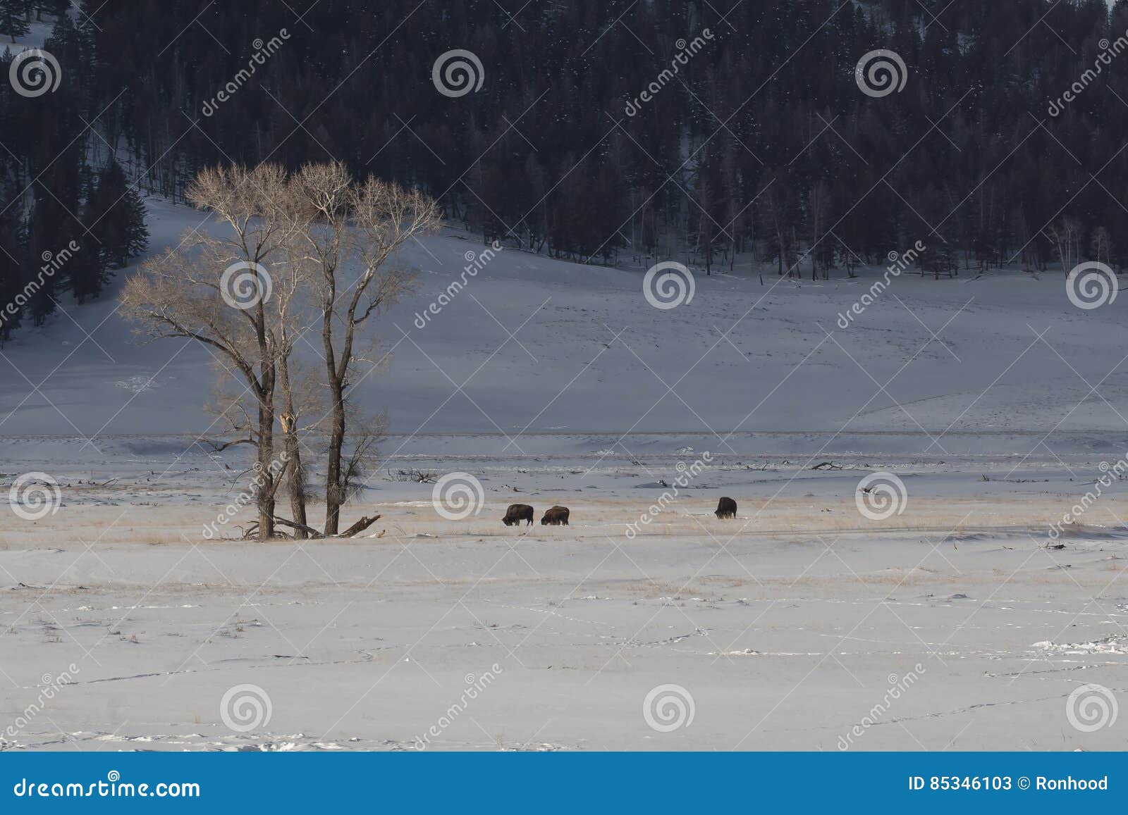 Buffalo in the snow stock image. Image of north, park - 85346103