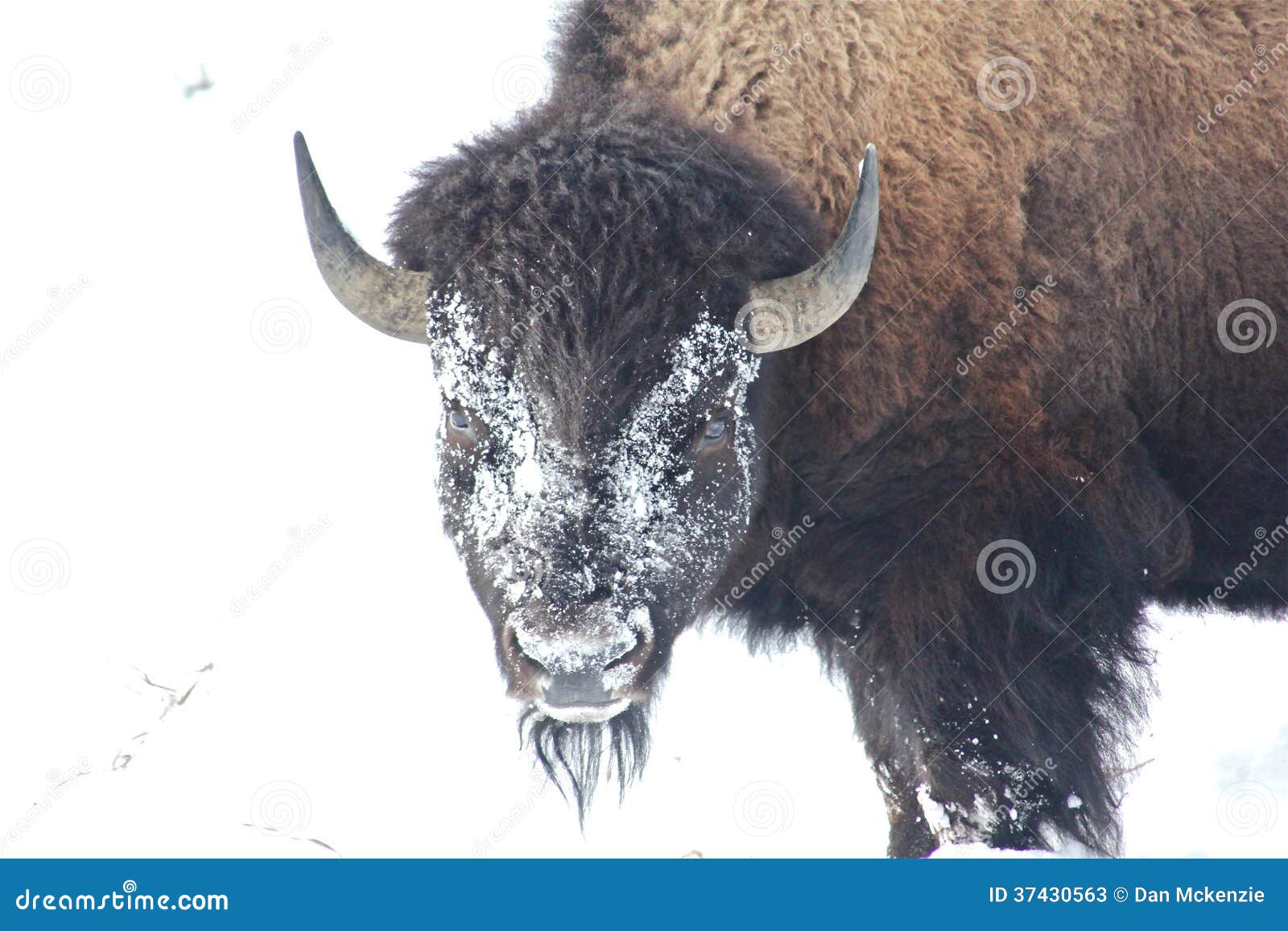 Buffalo stock image. Image of bison, yellowstone, winter - 37430563