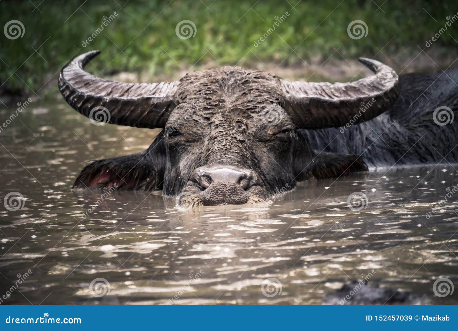 Buffalo stock image. Image of bovine, nature, field - 152457039