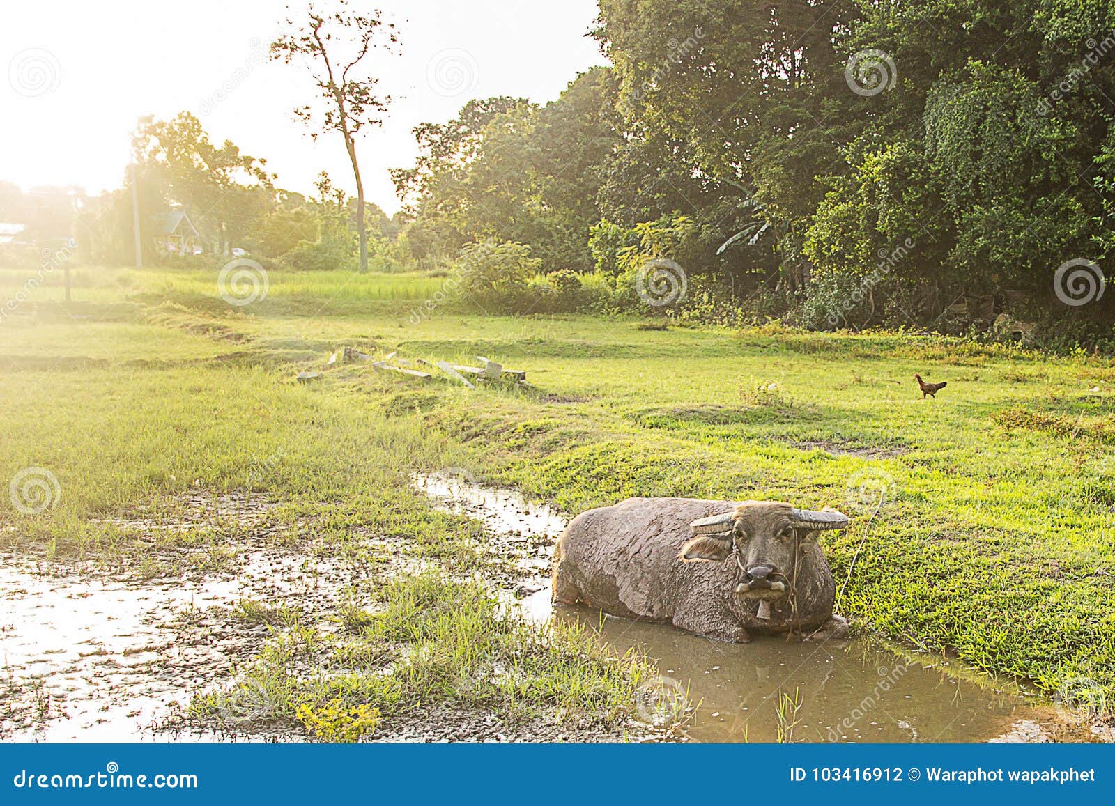 Buffalo is Soaking in a Small Swamp. Stock Photo - Image of asia, field ...