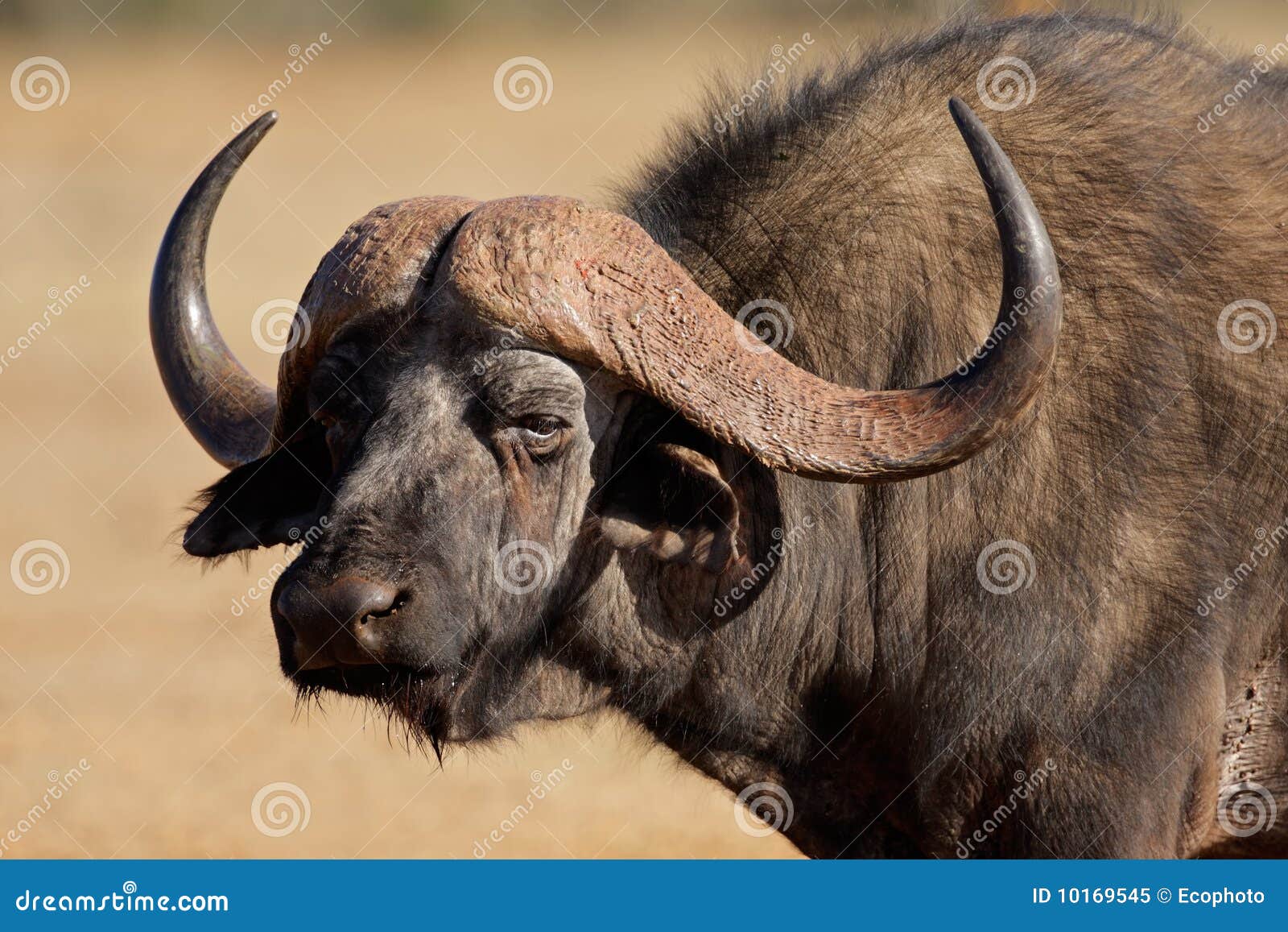 Buffalo, South Africa stock image. Image of black, bovine - 10169545