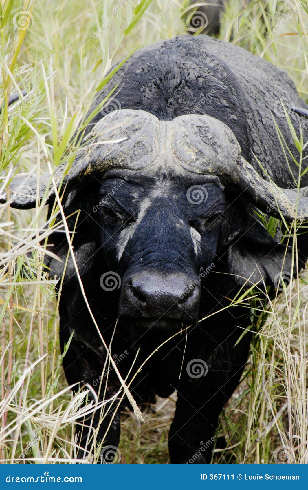Buffalo, South Africa stock image. Image of snout, aggressive - 367111