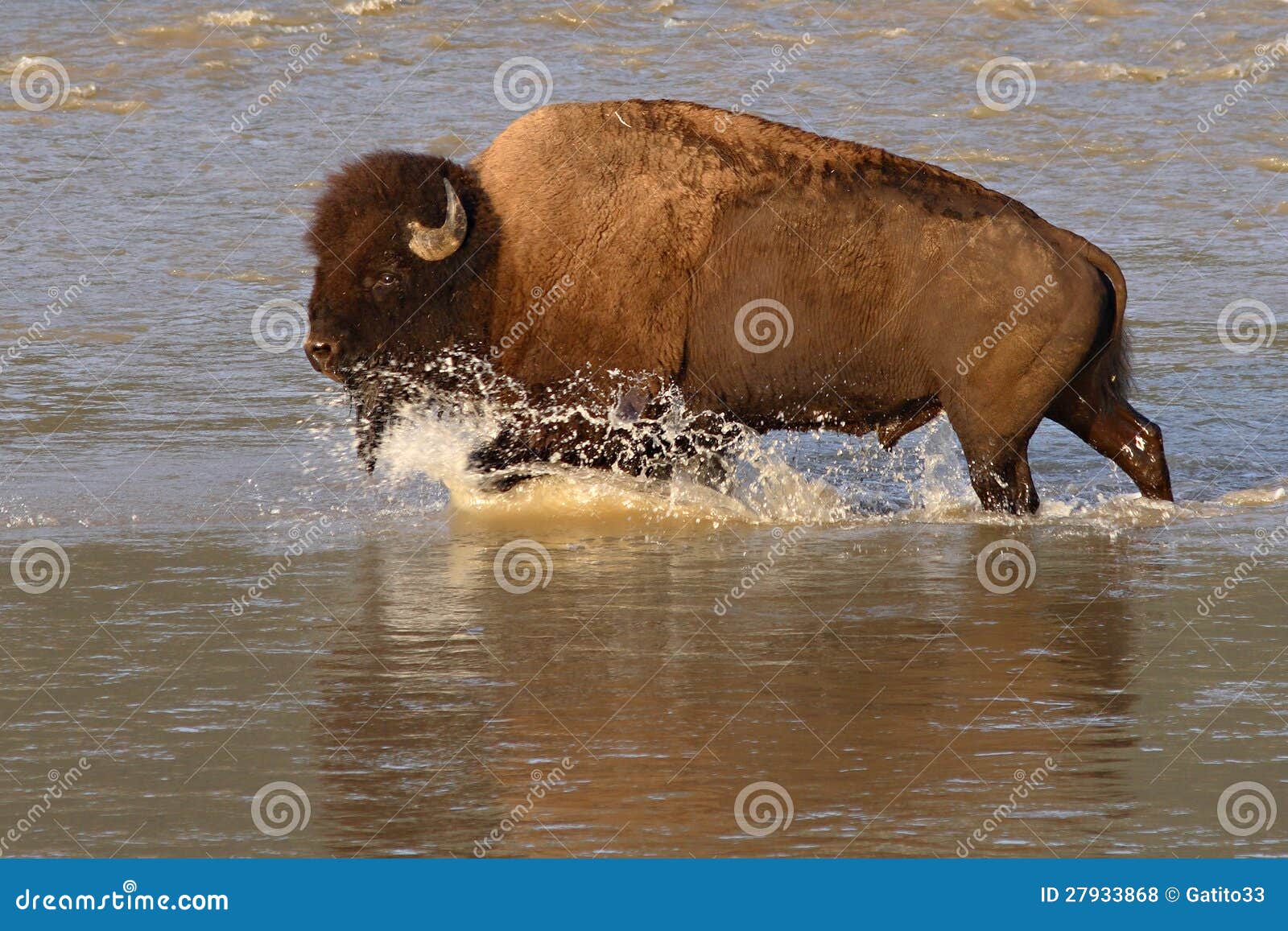 Buffalo Splashing through River Stock Photo - Image of park, wyoming ...