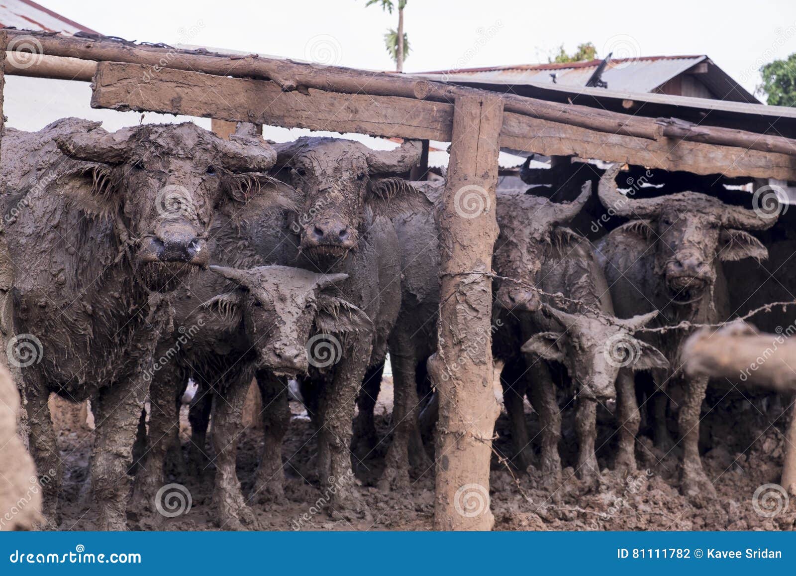 Buffalo in stall stock photo. Image of buffalo, bull - 81111782