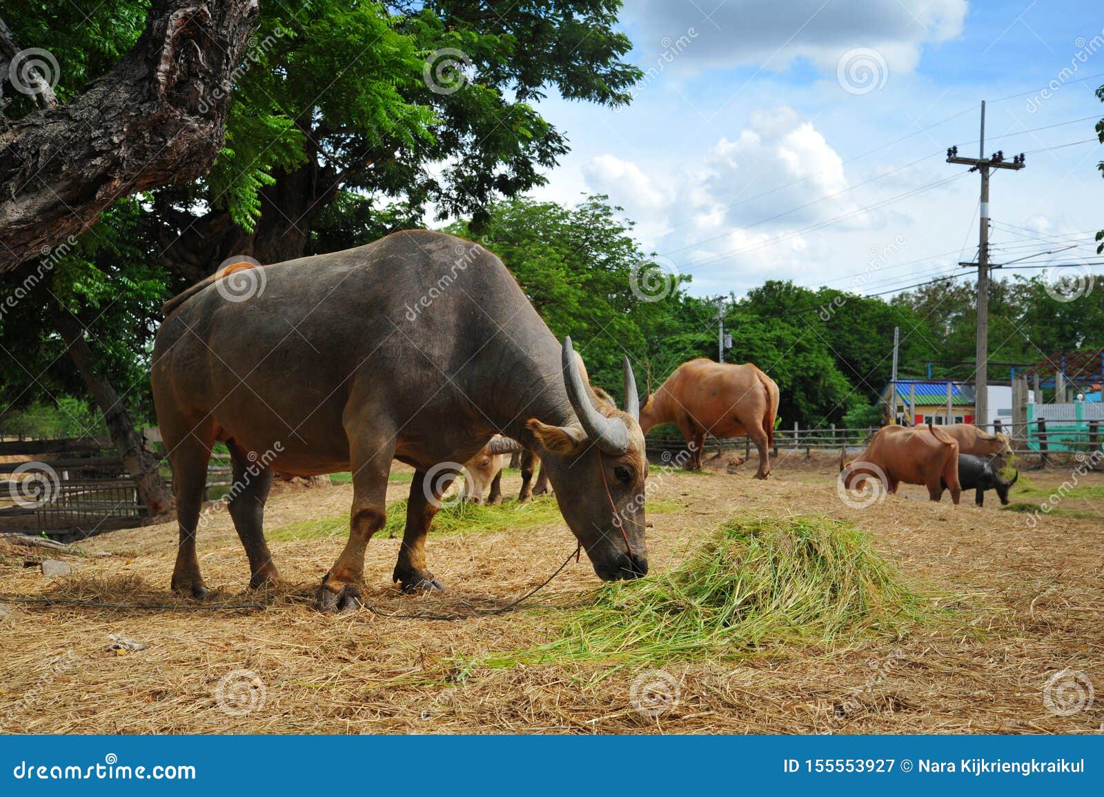Buffalo Stand and Eating Grass with Many Buffalo Stock Image - Image of ...