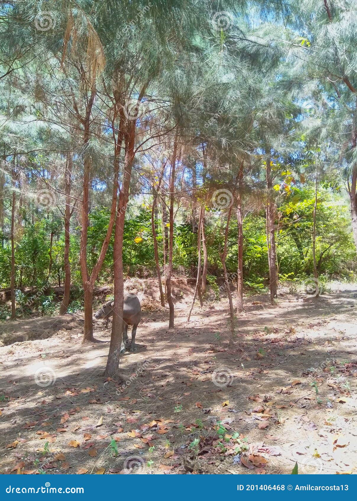 Buffalo is Standing Amidst the Pine Trees in Fatumaca, Timor-Leste ...