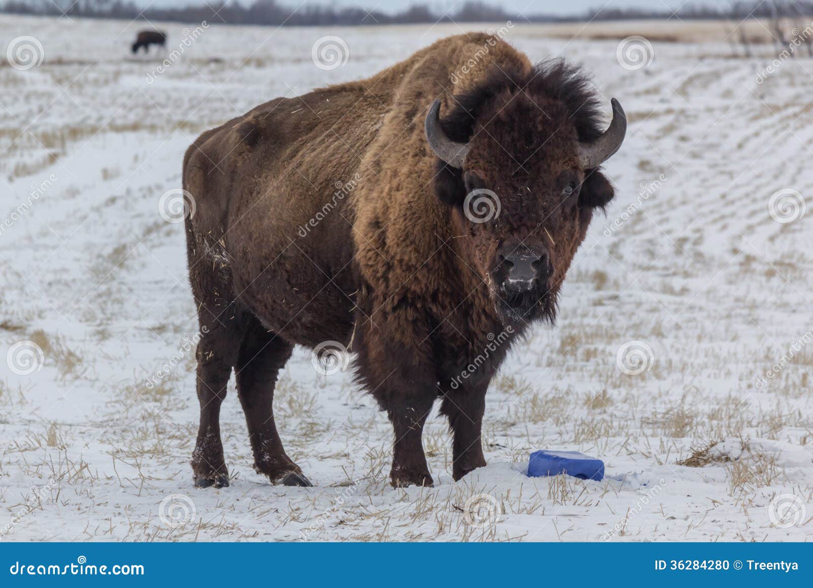 Buffalo stock photo. Image of horns, farm, skin, field - 36284280
