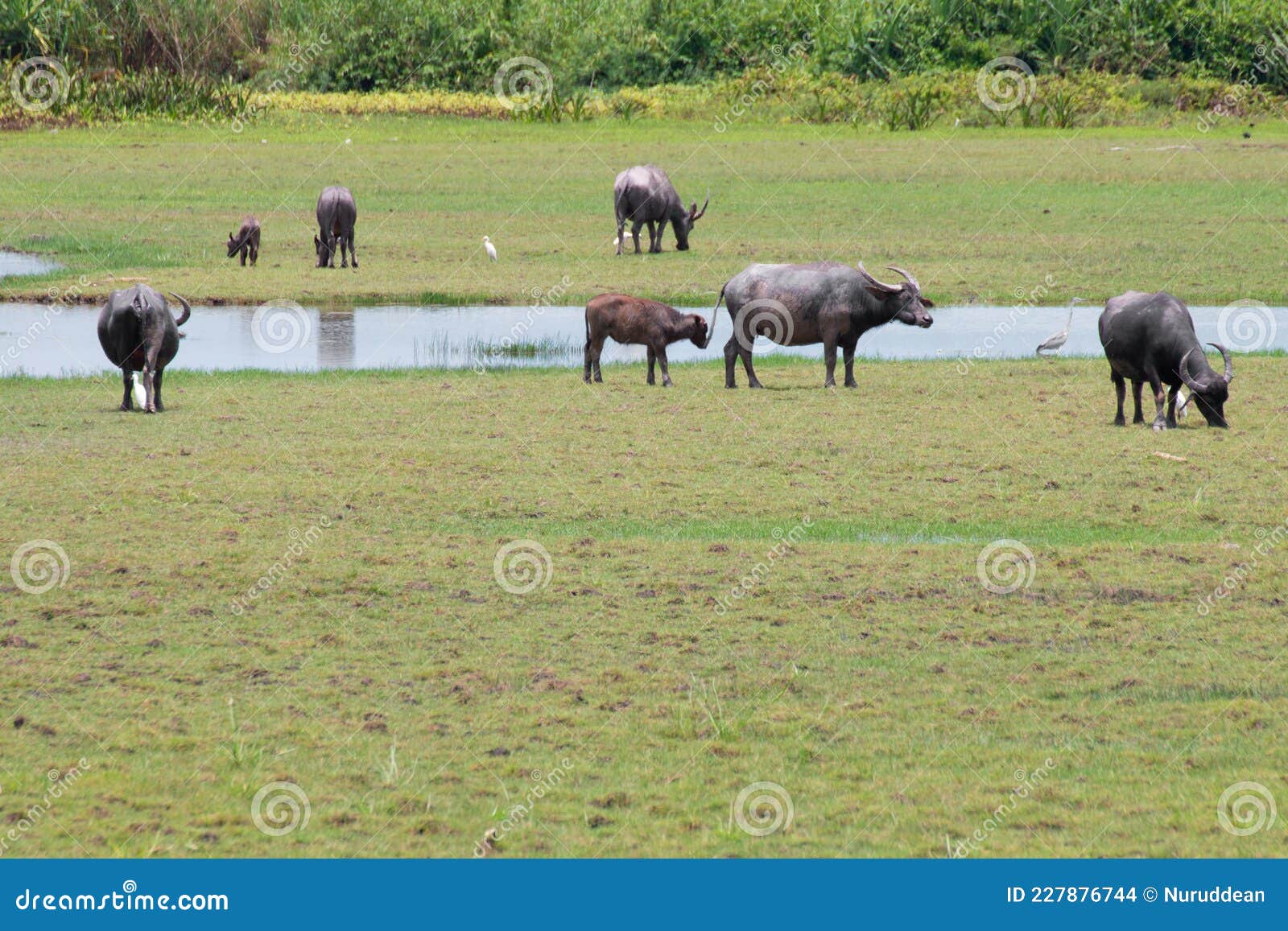Buffalo standing in meadow stock photo. Image of buffalo - 227876744
