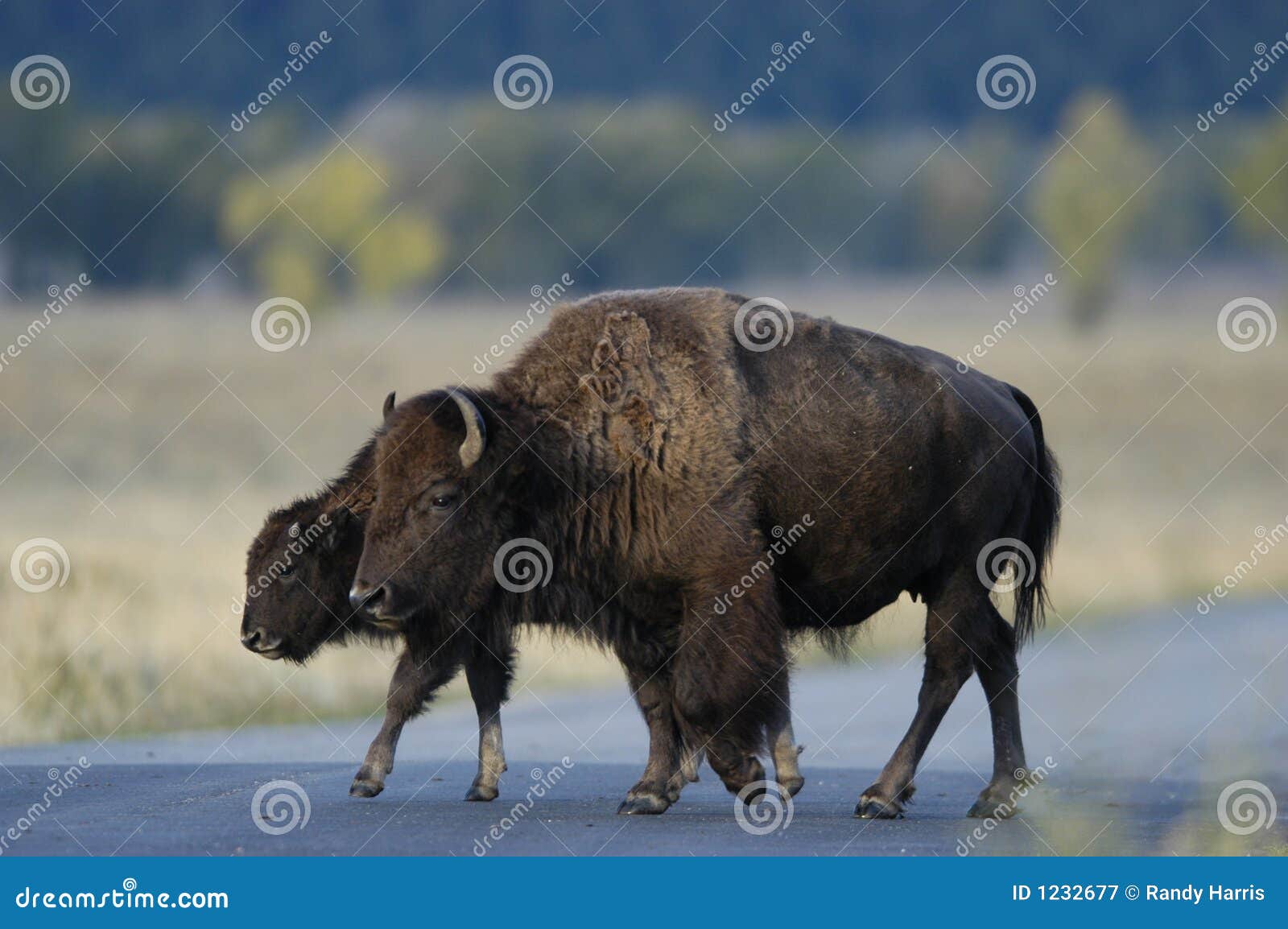 Buffalo standing on road stock image. Image of wildlife - 1232677