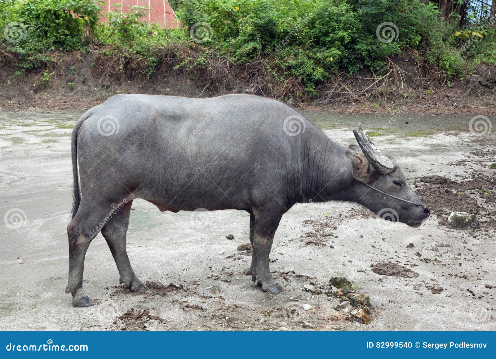 Buffalo standing on road stock photo. Image of road, standing - 82999540