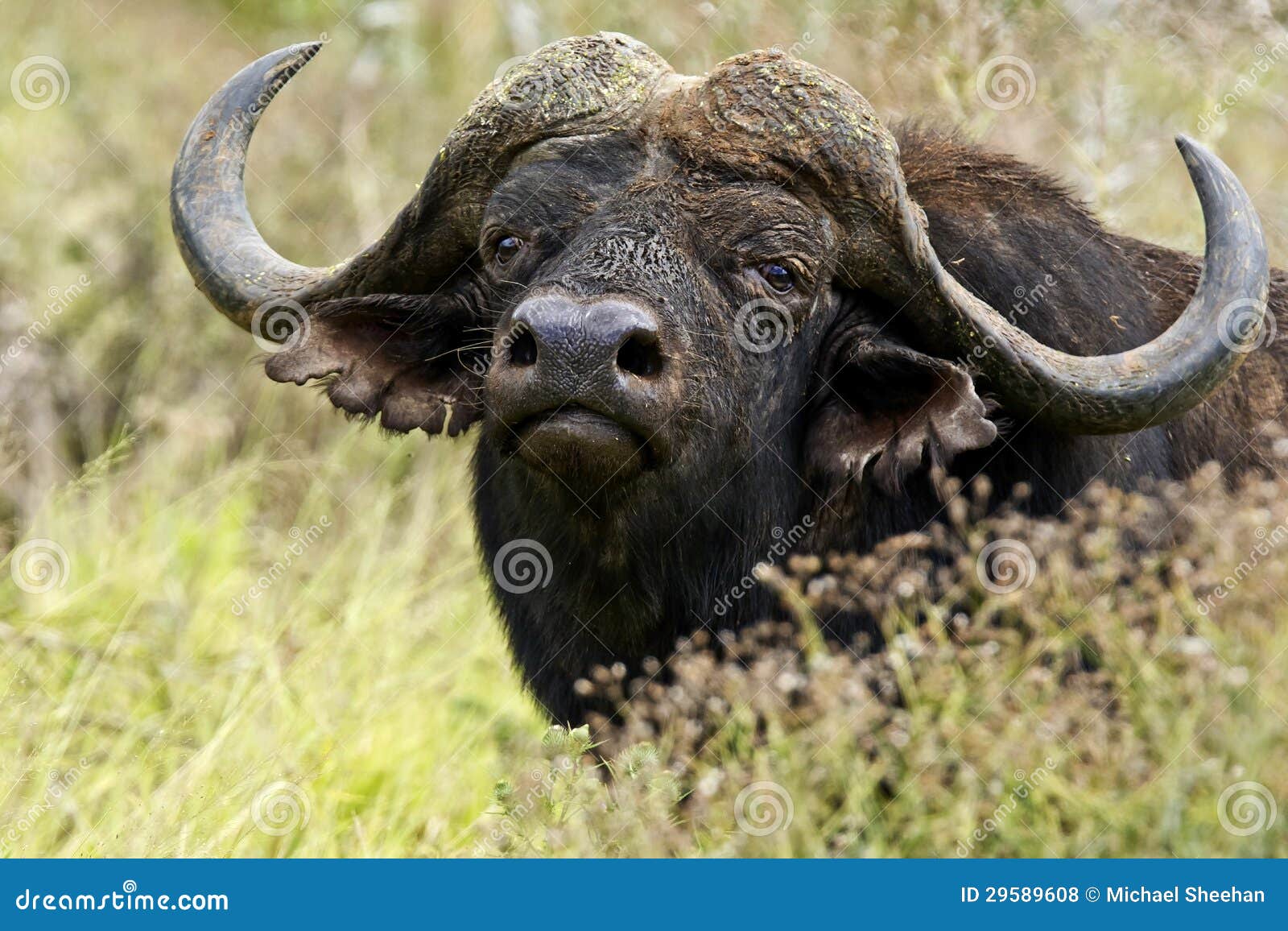 Buffalo Standing and Staring Stock Photo - Image of african, bovine ...