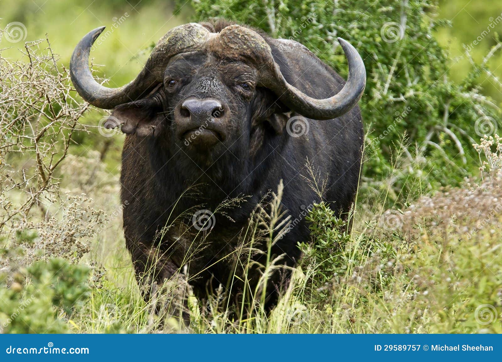 Buffalo Stare stock image. Image of savannah, dangerous - 29589757