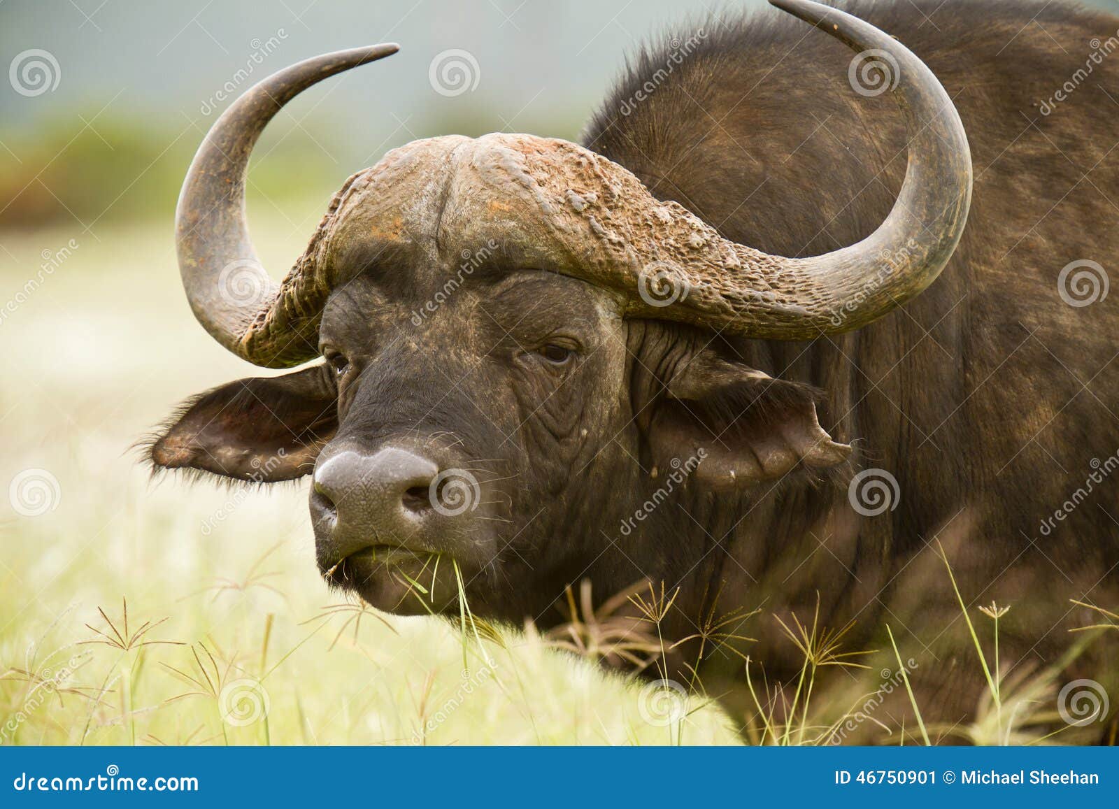 Buffalo stare stock image. Image of chewing, dangerous - 46750901