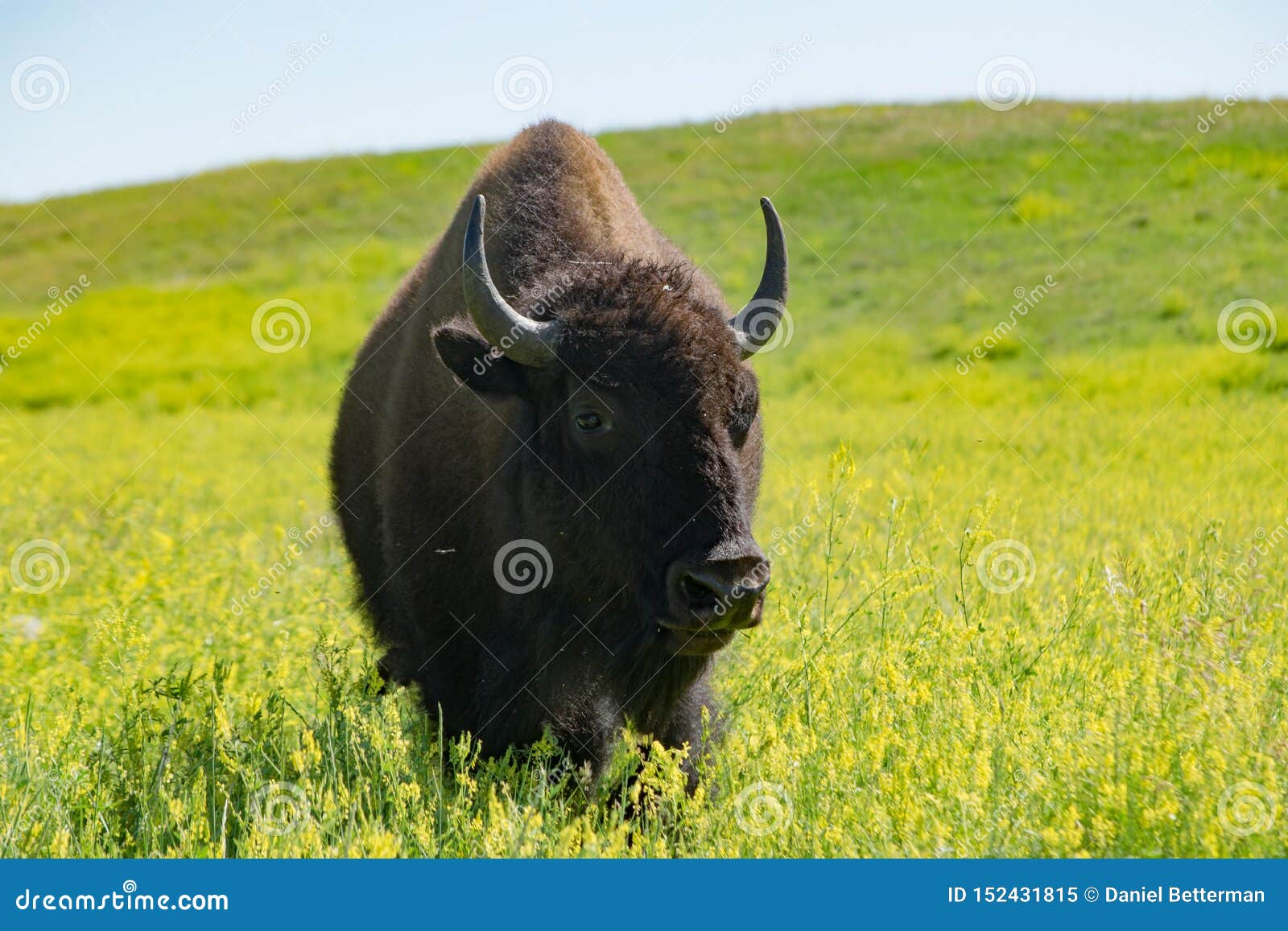 Buffalo Staring Down Camera Stock Image - Image of meadow, buffalo ...