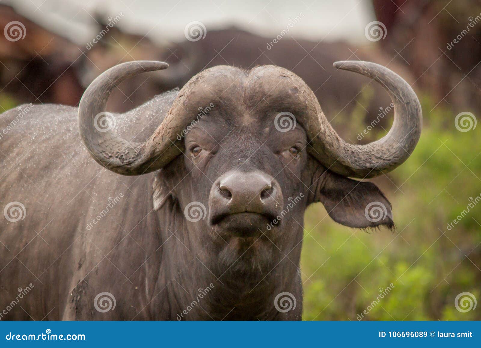 Buffalo stock image. Image of five, staring, dagga, horns - 106696089