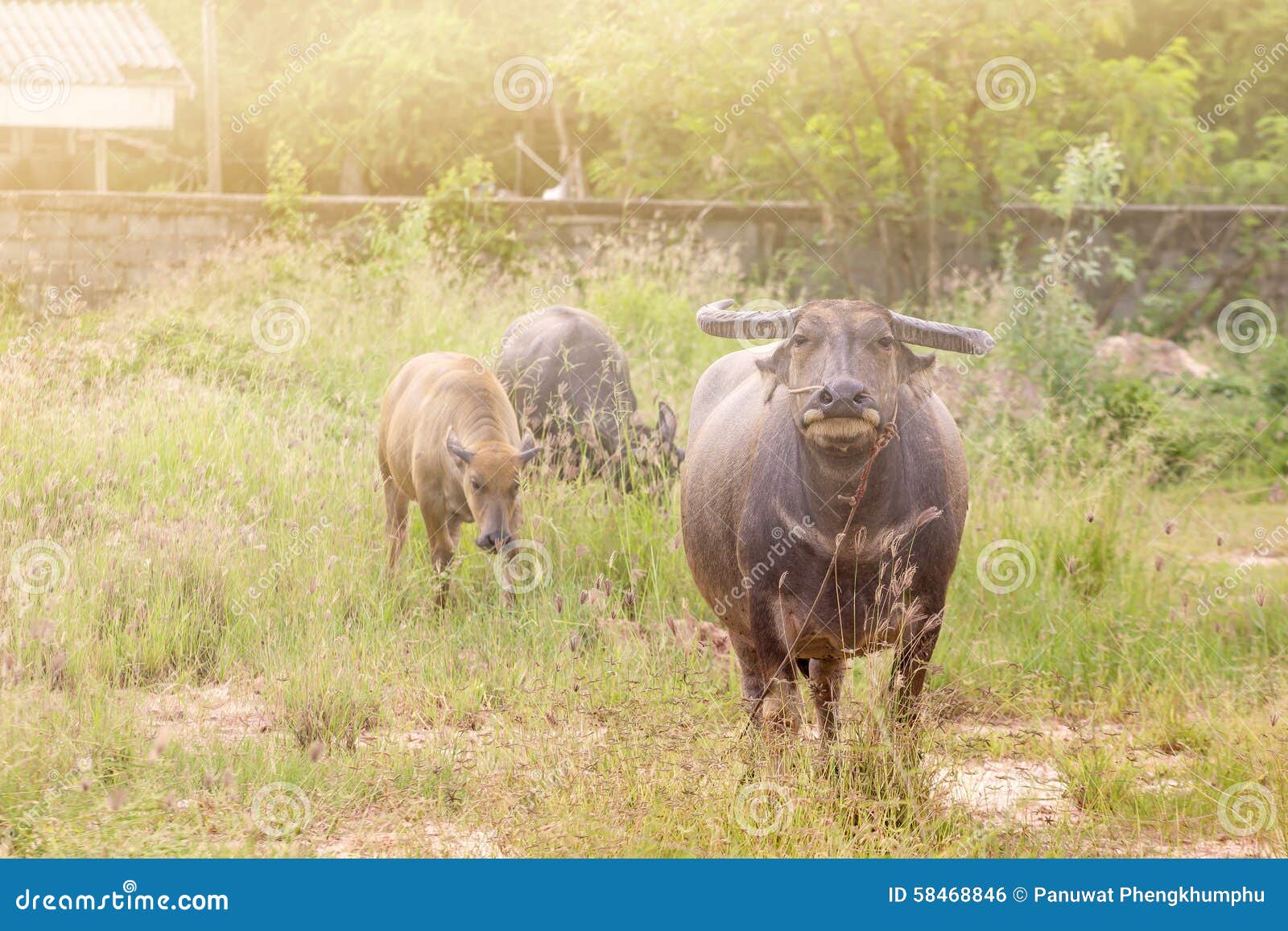 The Buffalo stock photo. Image of grass, mammal, grassland - 58468846