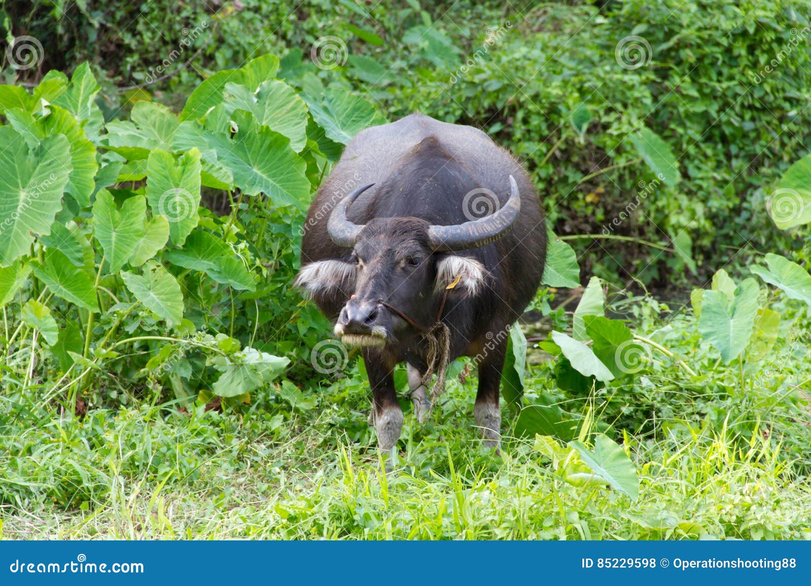 Buffalo in the Swamp stock photo. Image of cattle, asian - 85229598