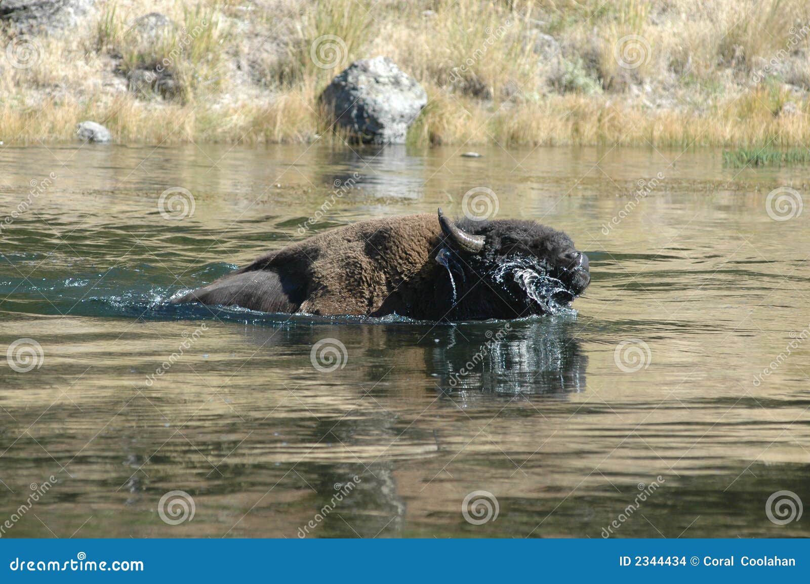 Buffalo swimming stock photo. Image of stream, cattle - 2344434