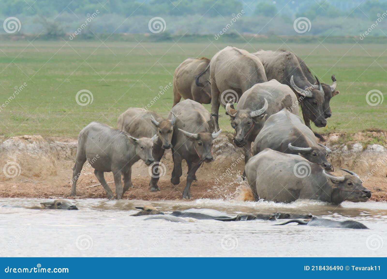 Buffalo Swimming in the Lake Stock Photo - Image of green, bath: 218436490