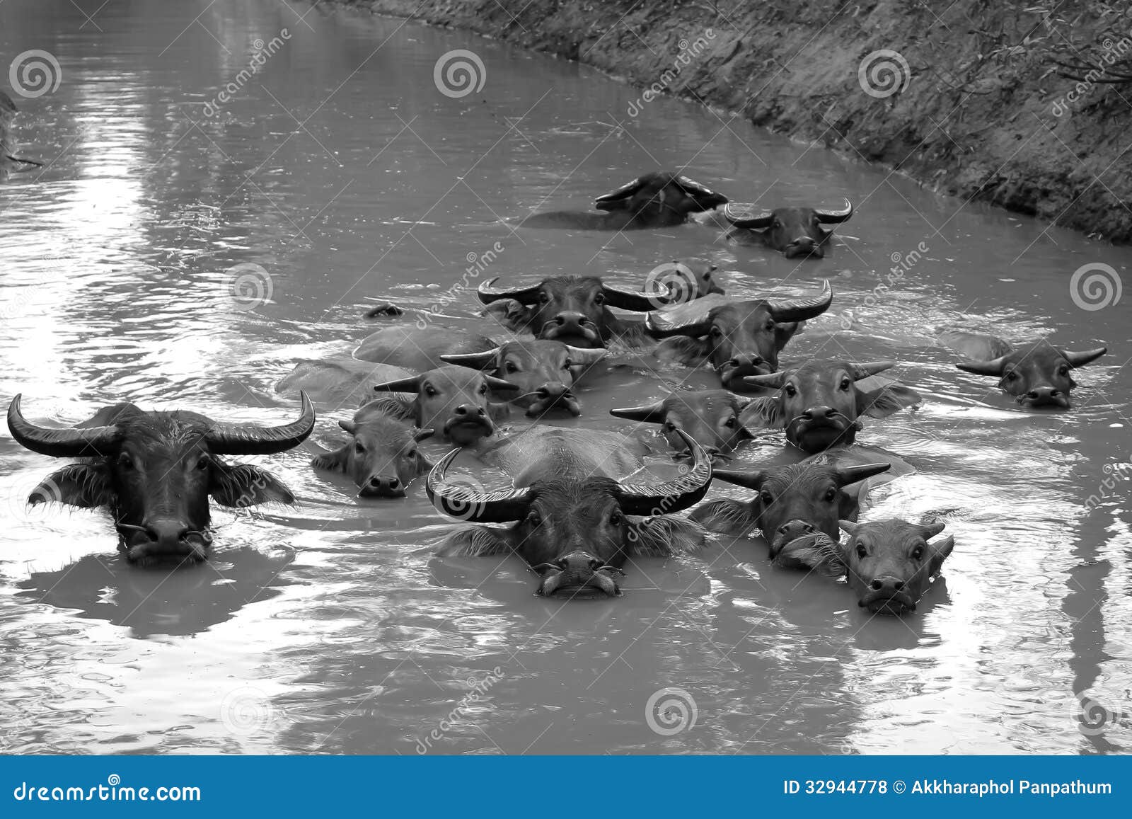 Buffalo swimming stock photo. Image of herd, wild, head - 32944778