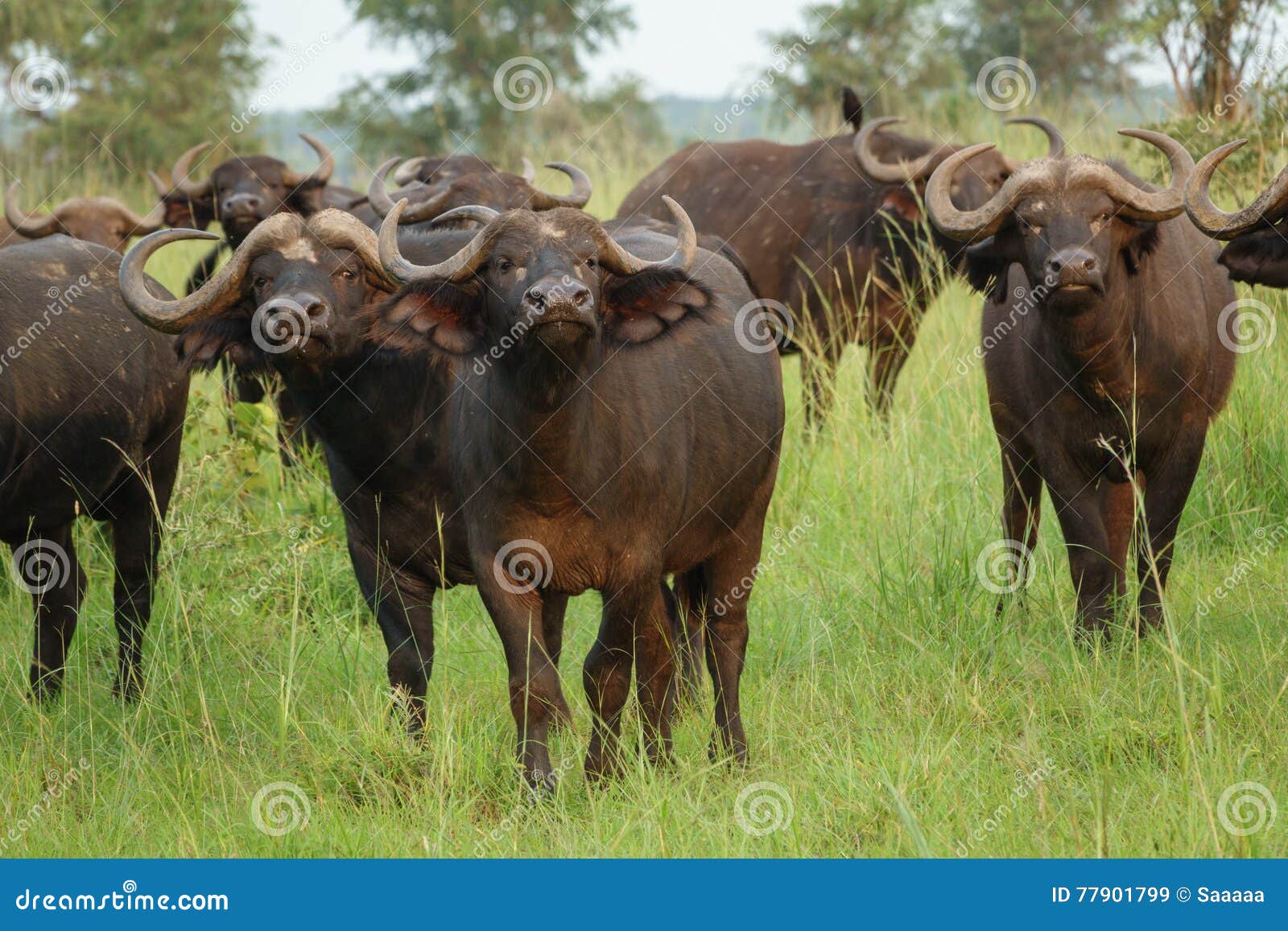 Buffalo (Syncerus Caffer) Standing in a Field Stock Image - Image of ...