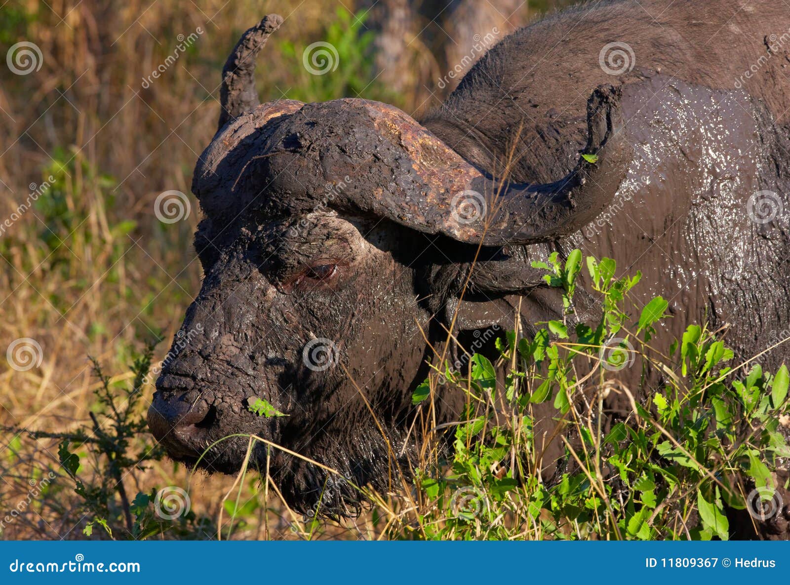 Buffalo (Syncerus Caffer) in the Wild Stock Image - Image of leaves ...