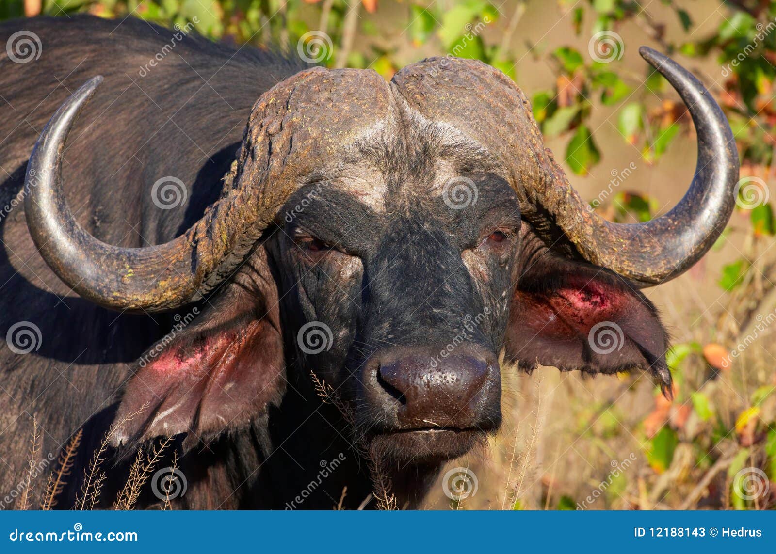 Buffalo (Syncerus Caffer) in the Wild Stock Image - Image of alone ...