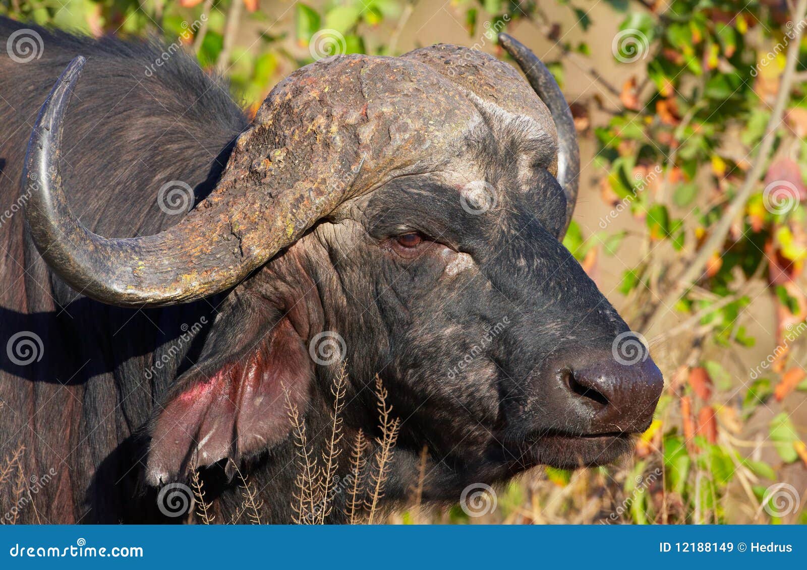 Buffalo (Syncerus Caffer) in the Wild Stock Image - Image of grass ...