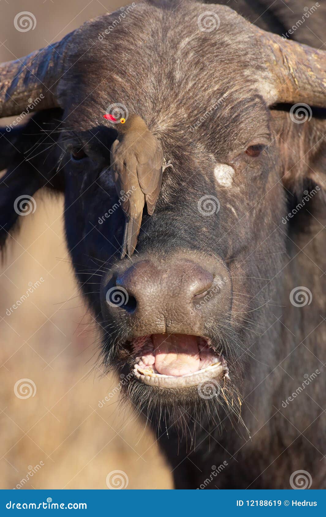 Buffalo (Syncerus Caffer) in the Wild Stock Image - Image of reserve ...