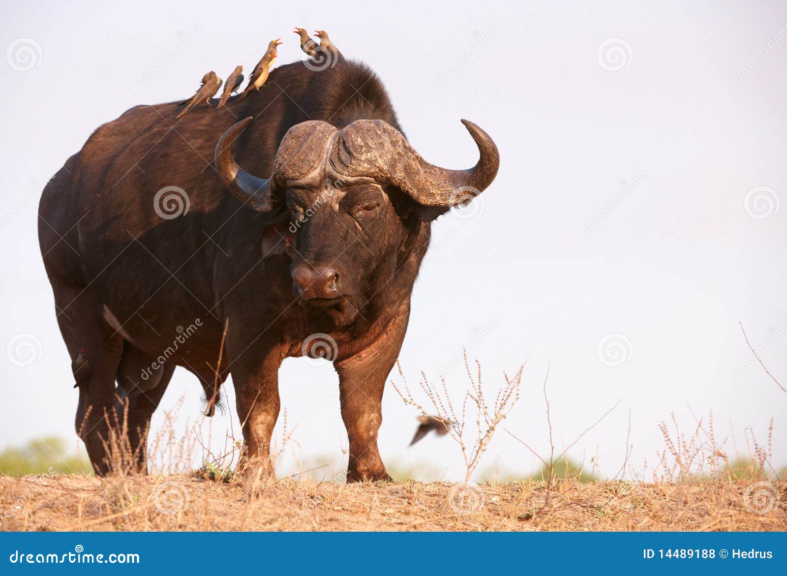 Buffalo (Syncerus Caffer) in the Wild Stock Photo - Image of alone ...