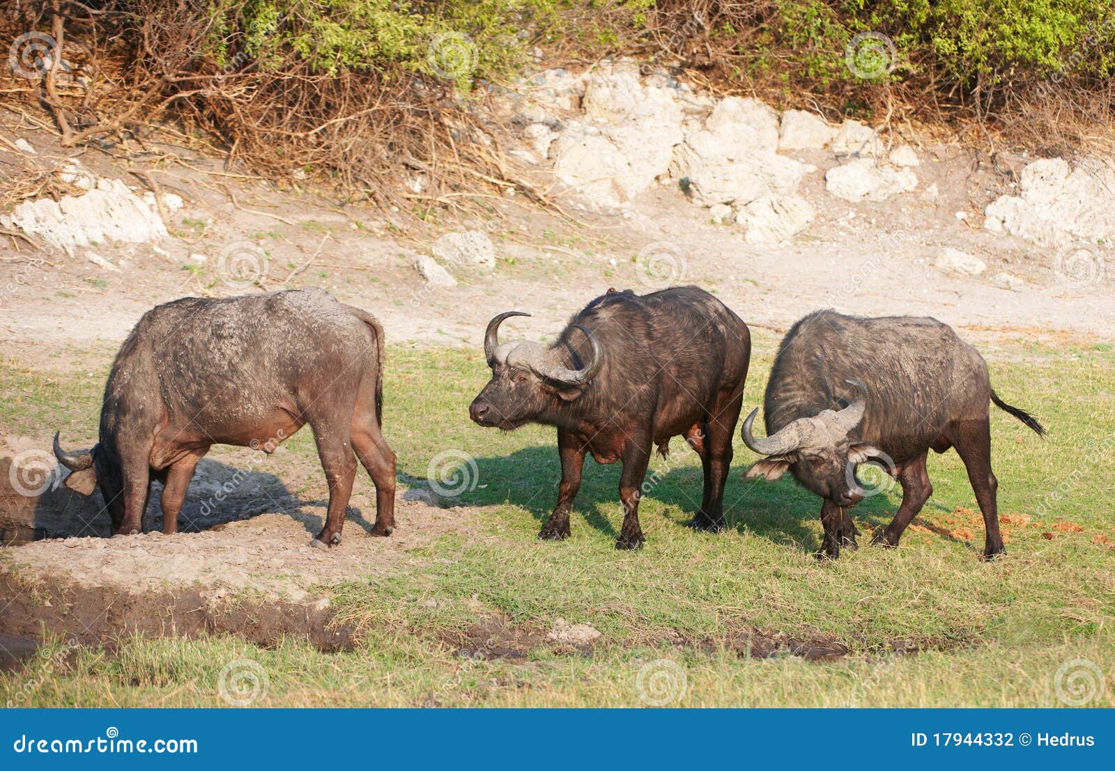 Buffalo (Syncerus Caffer) in the Wild Stock Photo - Image of ...
