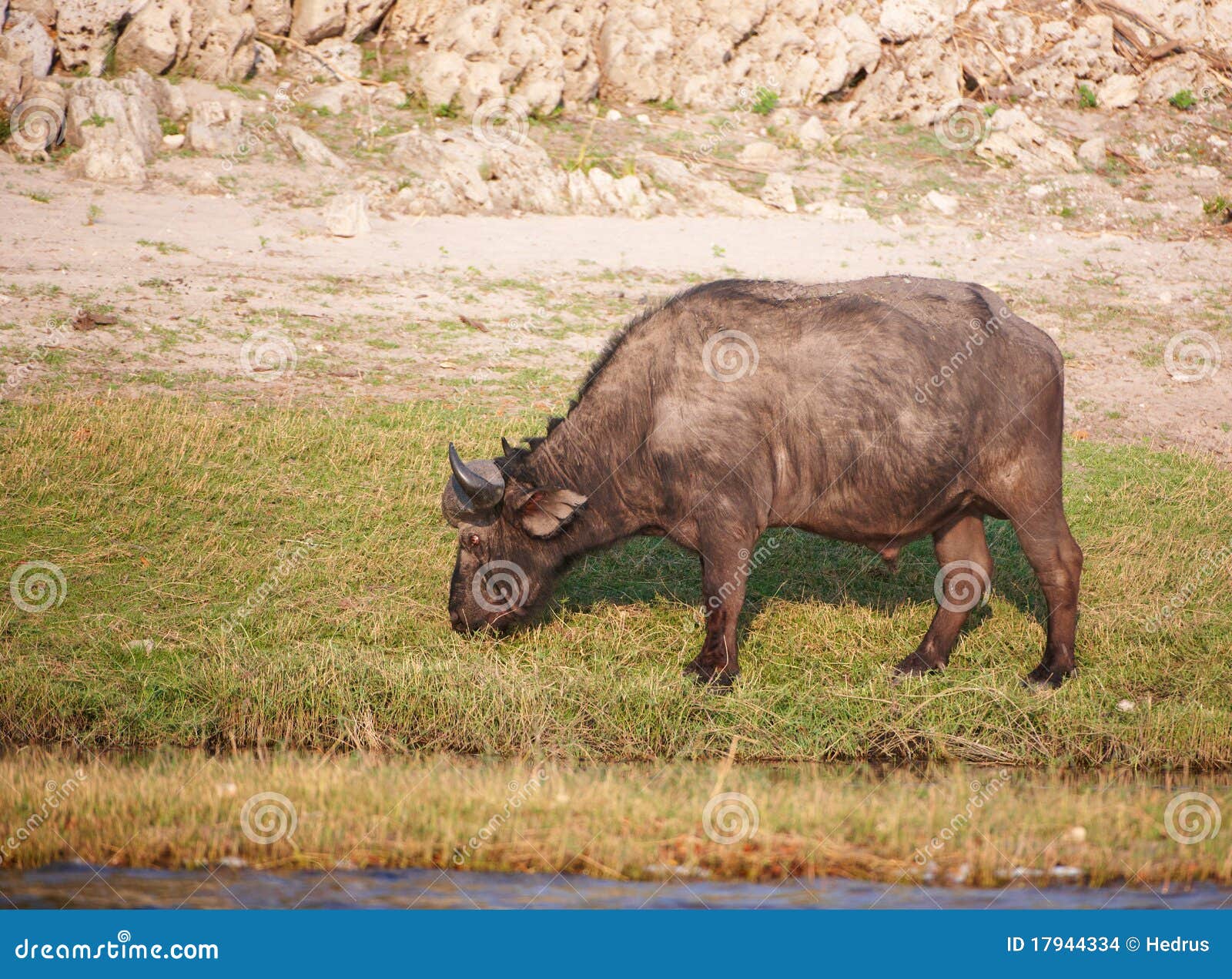 Buffalo (Syncerus Caffer) in the Wild Stock Photo - Image of large ...