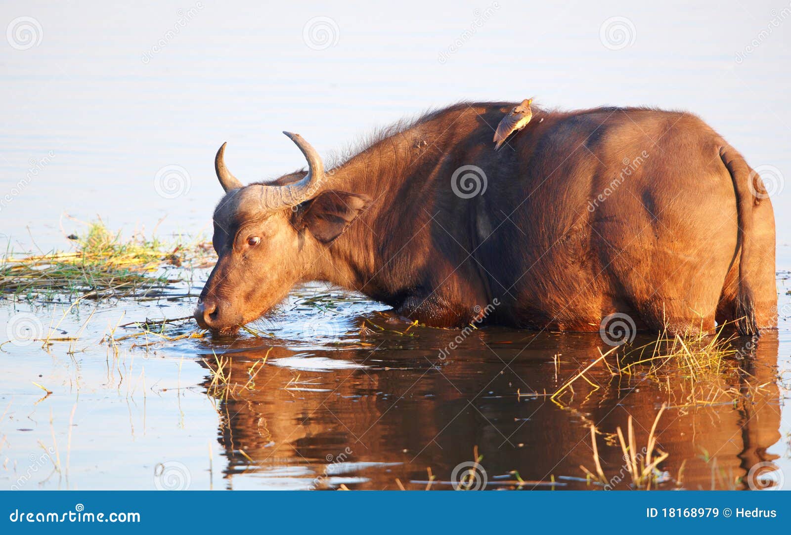 Buffalo (Syncerus Caffer) in the Wild Stock Image - Image of bull, lake ...