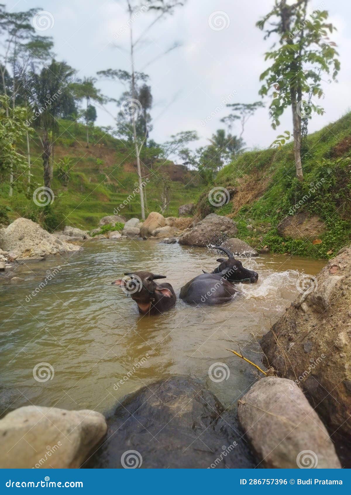 Buffalo Taking a Bath in the West Java River, Indonesia Stock Photo ...