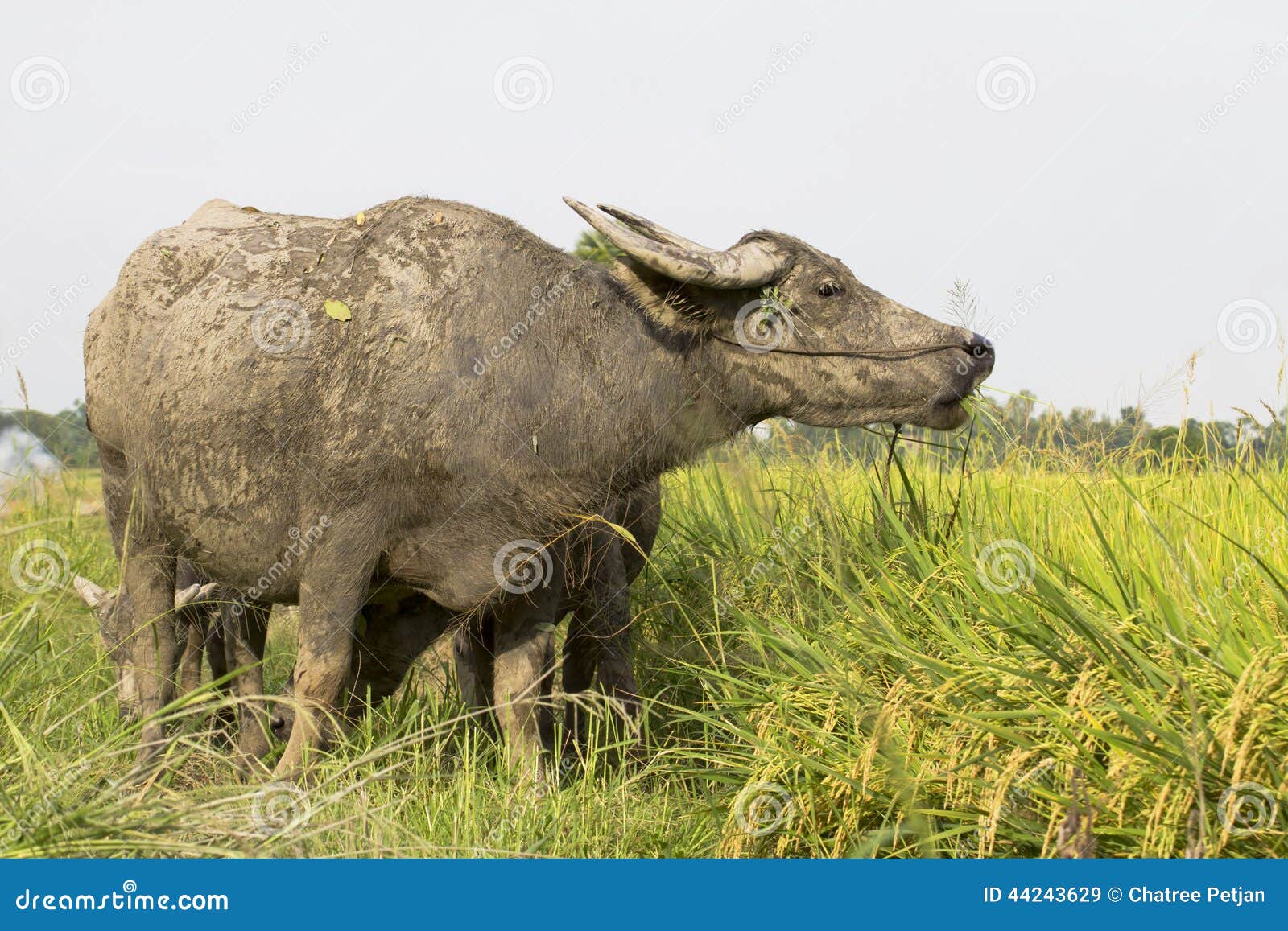 Buffalo in thailand stock image. Image of east, muscle - 44243629