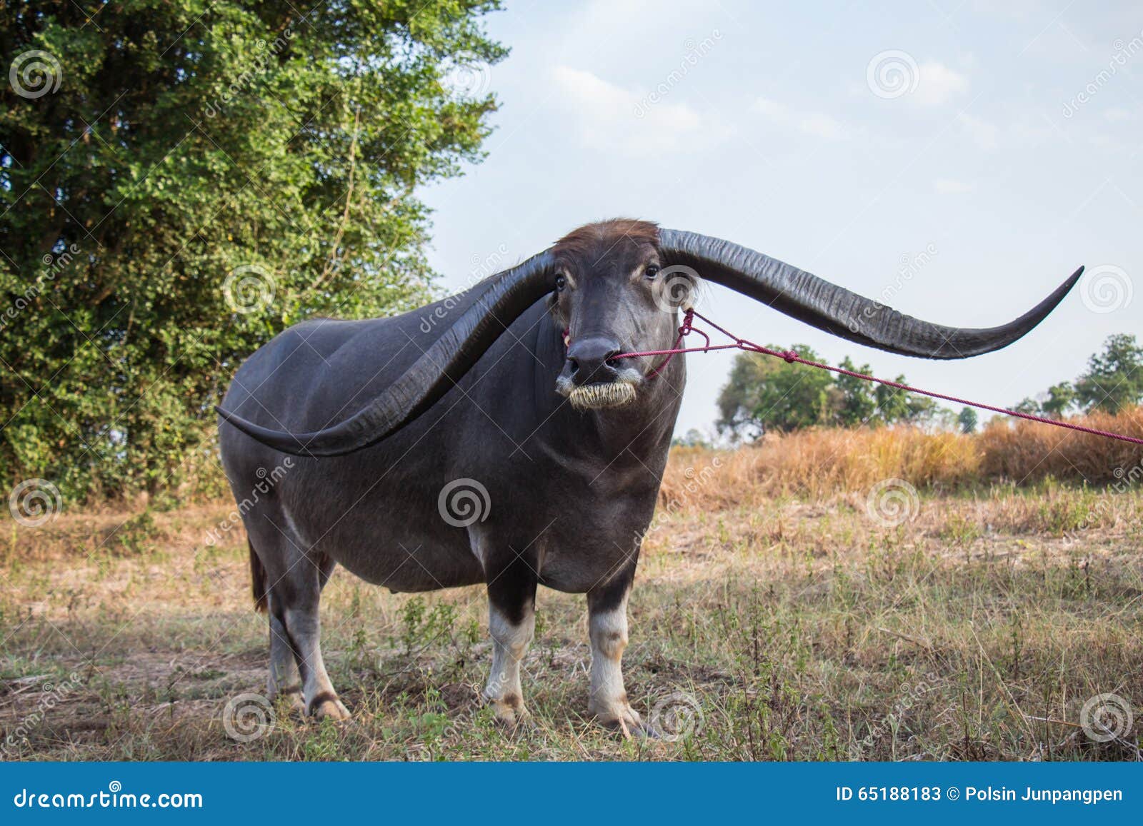 Buffalo Thailand with Long Horn Stock Image - Image of ancient, wild ...