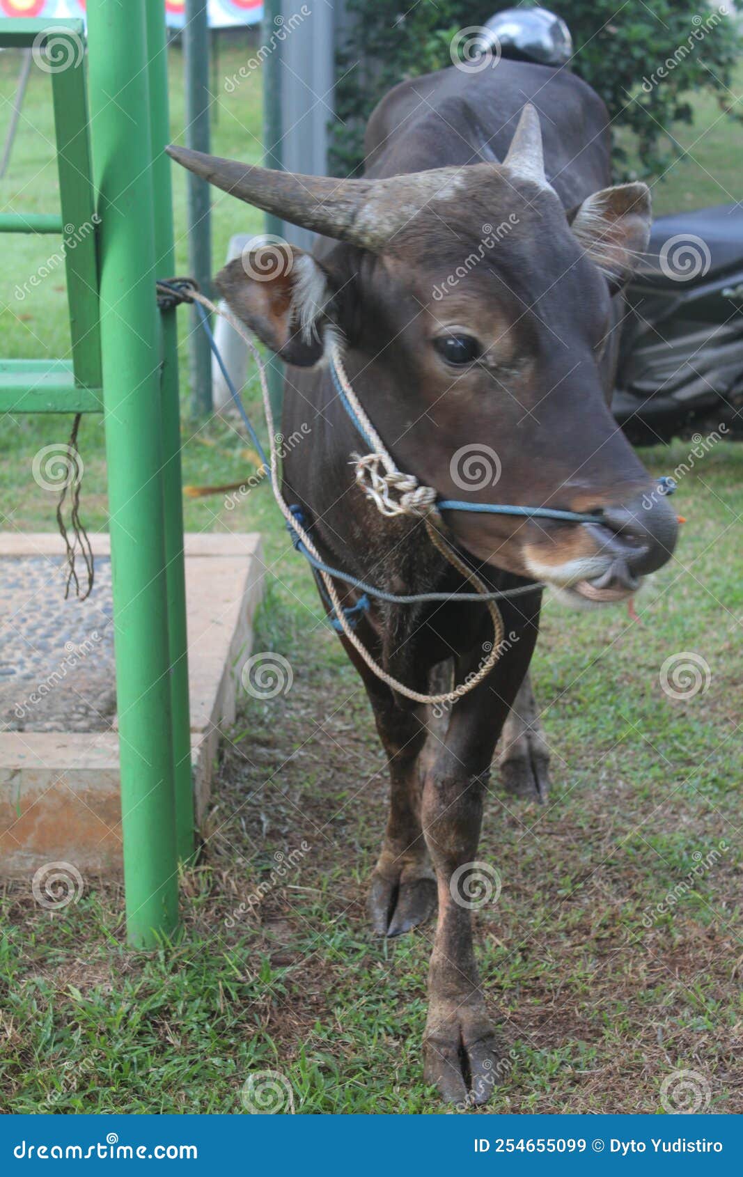 Buffalo black stock image. Image of tree, plant, savanna - 254655099