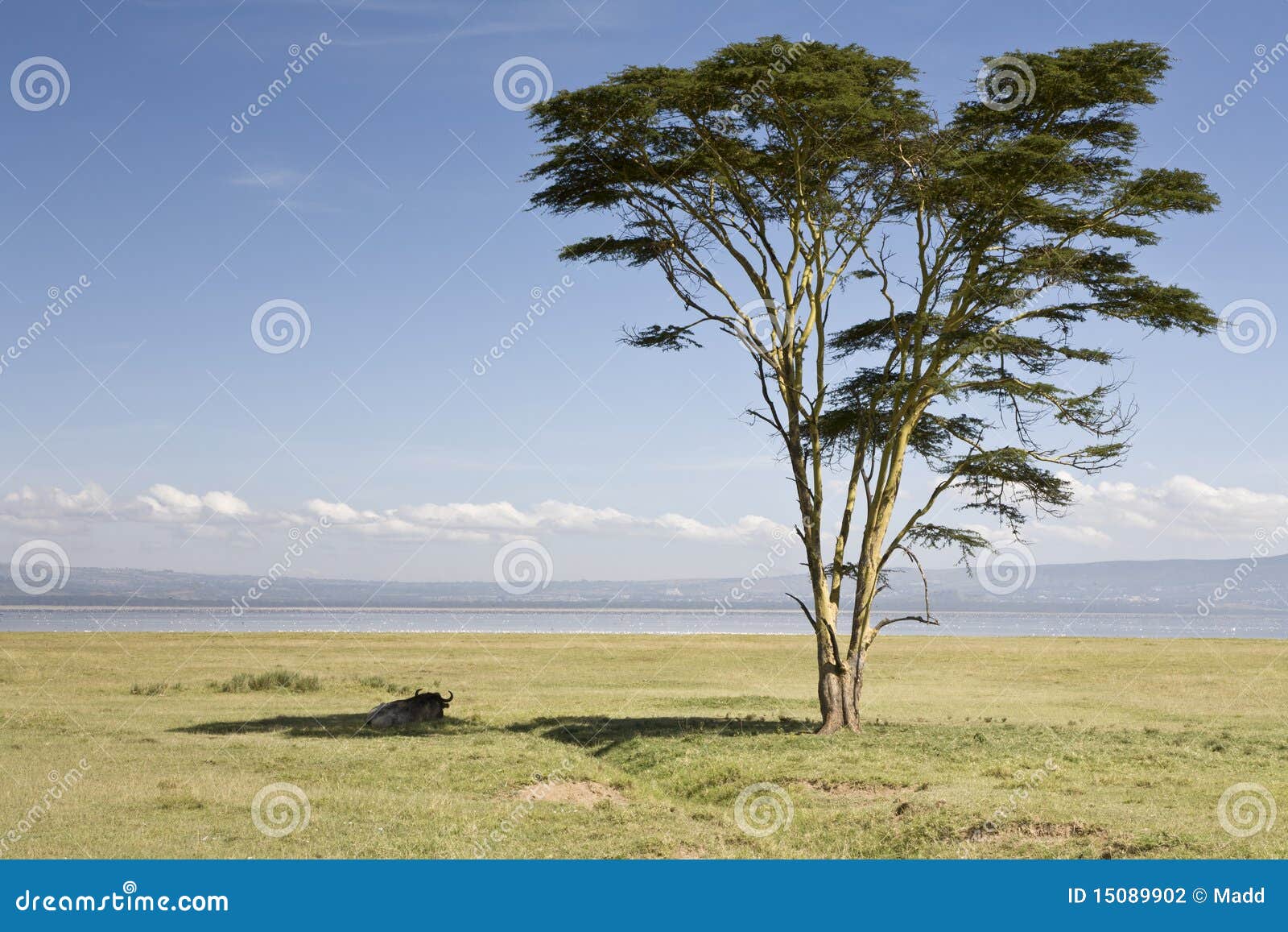 Buffalo and Tree stock photo. Image of national, land - 15089902