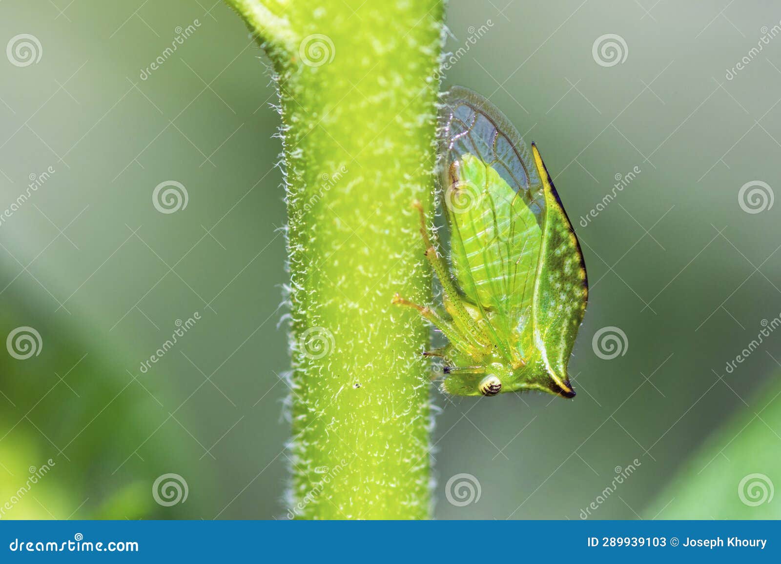 Buffalo Treehopper, Stictocephala Bisonia, on a Flower Stem Stock Image ...