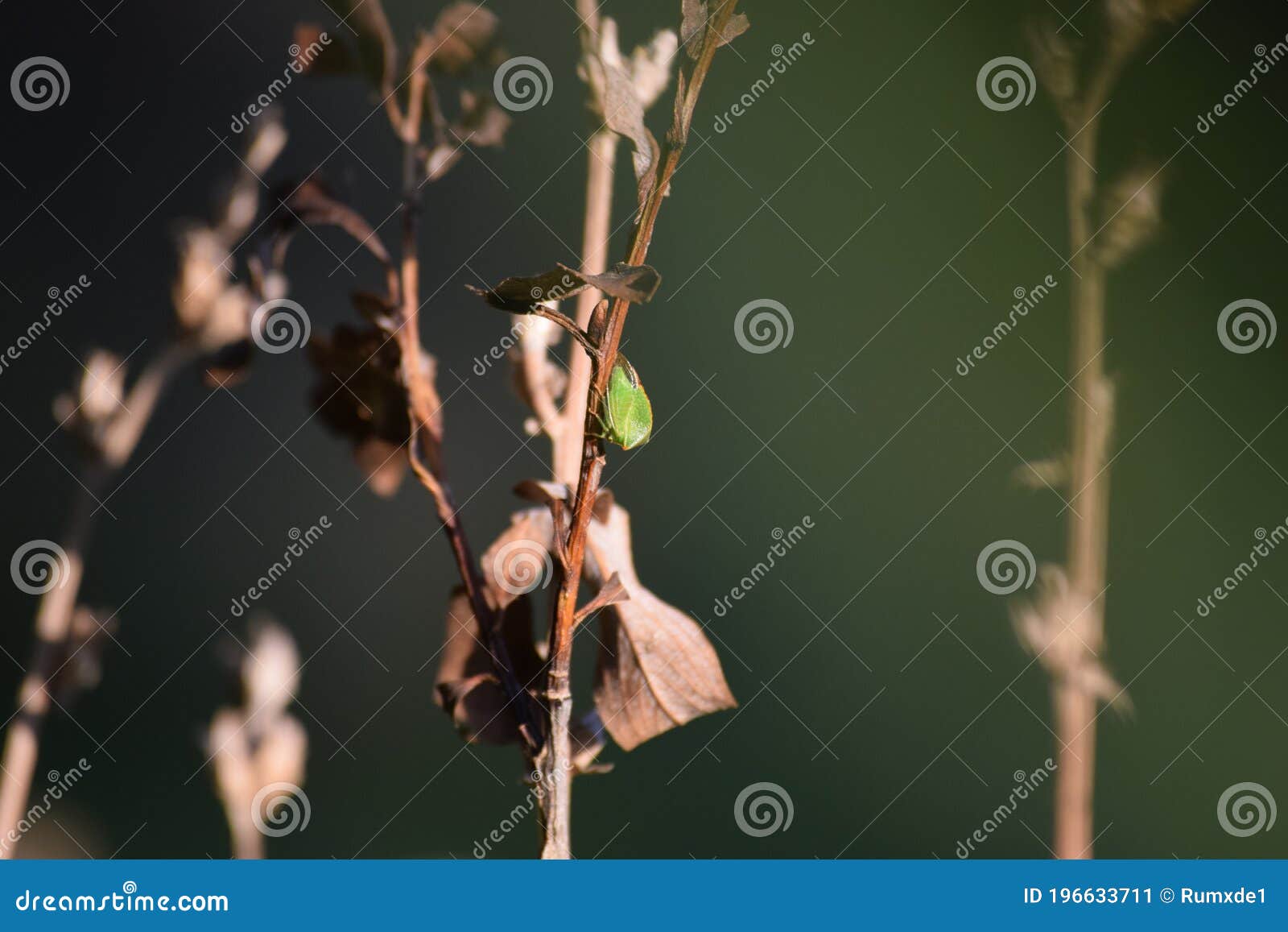 Buffalo treehopper stock image. Image of round, thorns - 196633711