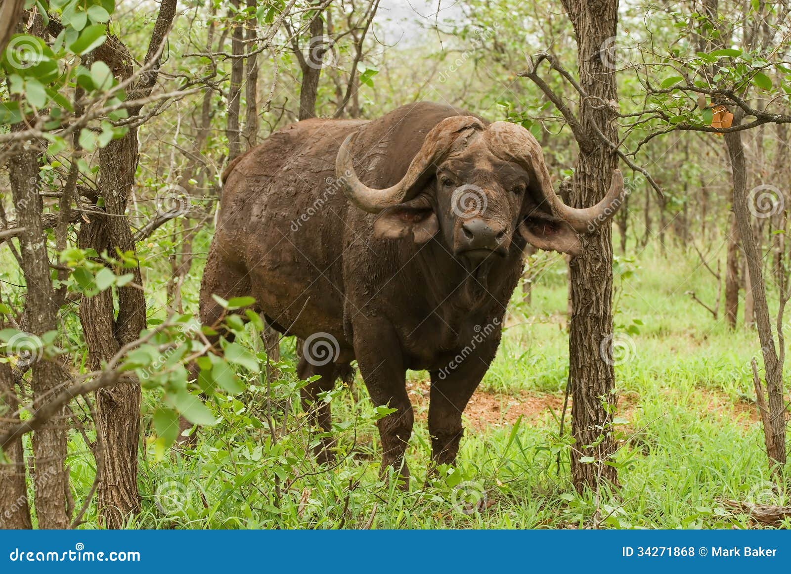 Buffalo in the Trees stock photo. Image of animal, environment - 34271868