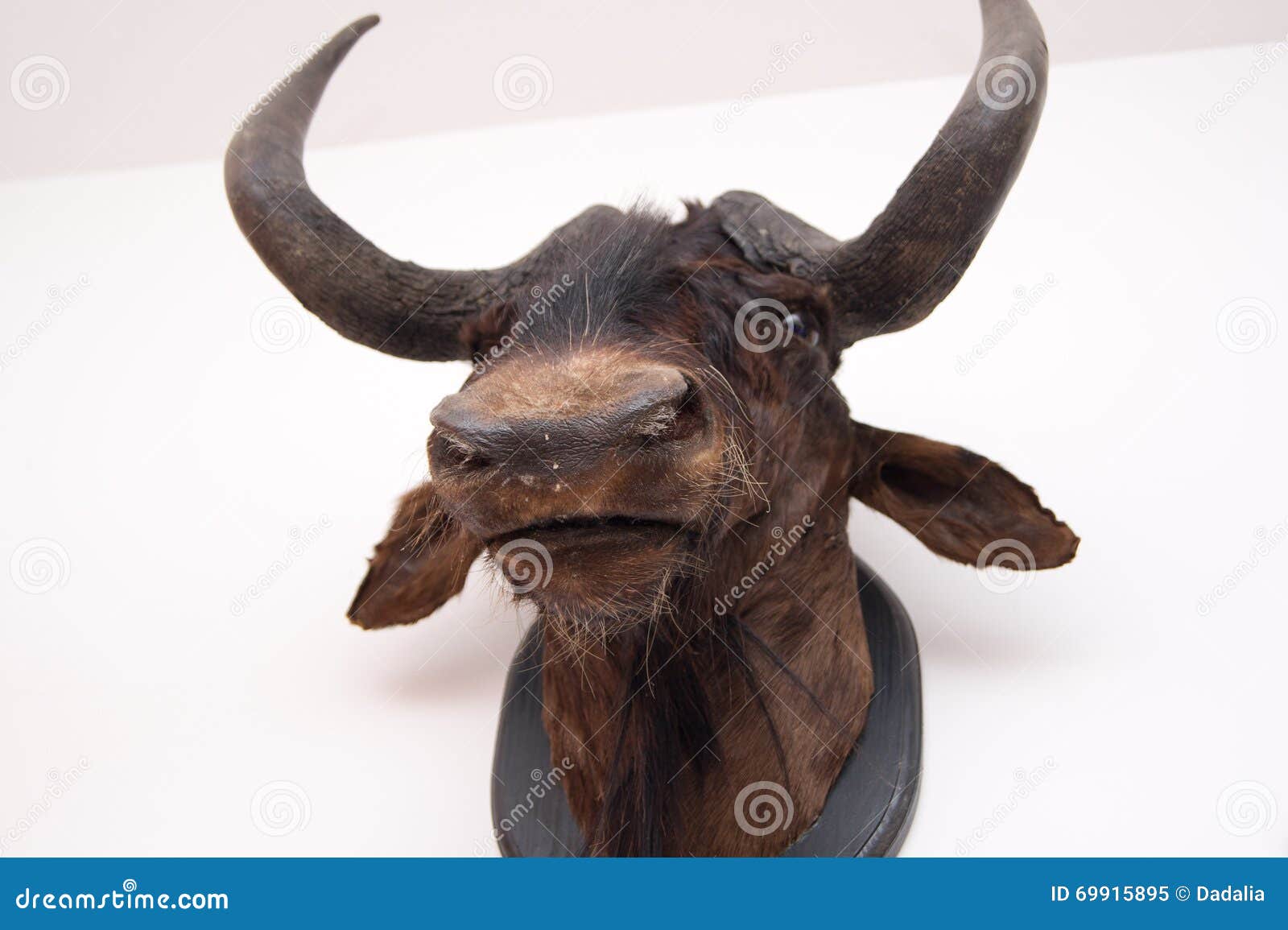 The buffalo trophy stock image. Image of animal, mammal - 69915895
